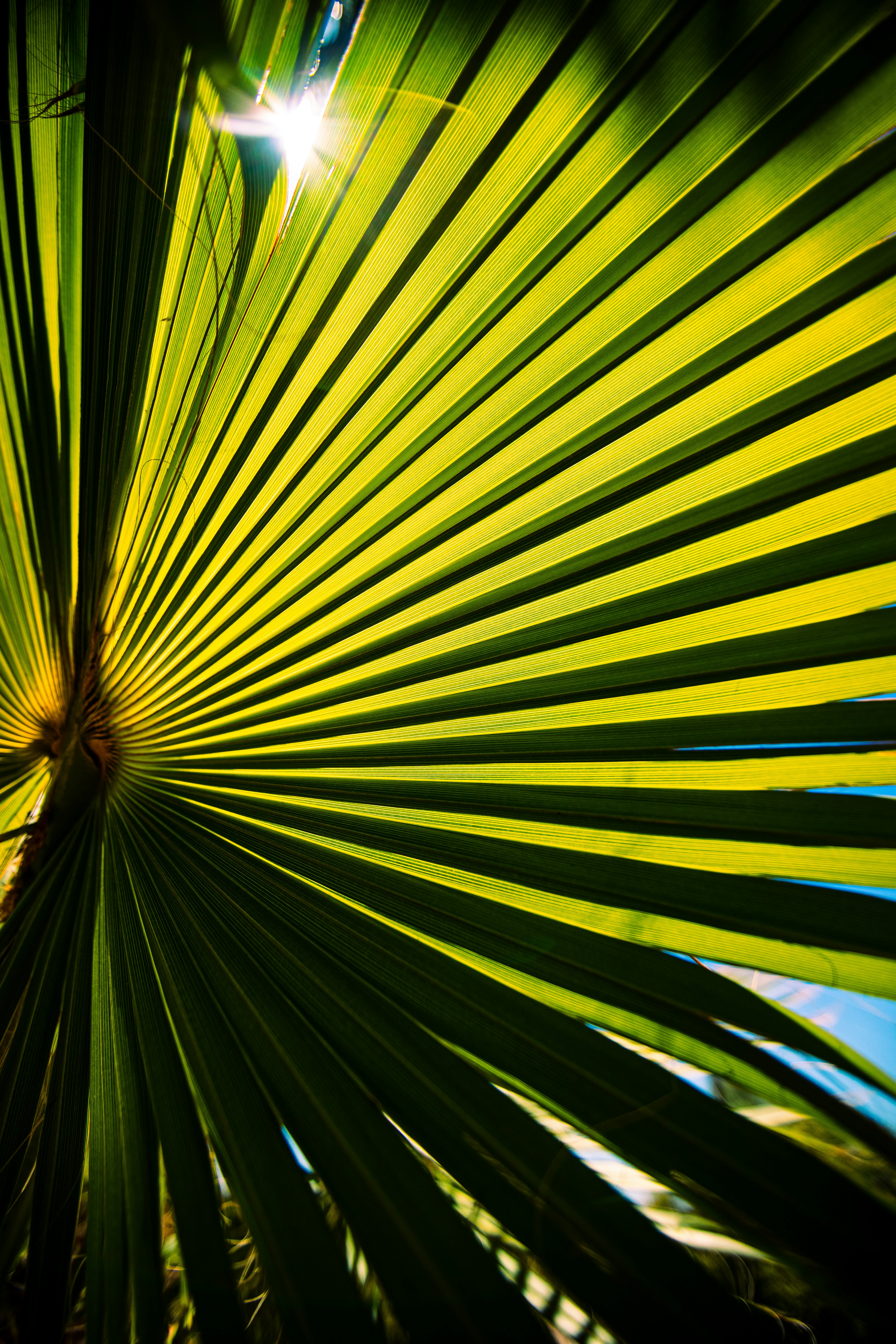 Sunlight shines through a green palm frond
