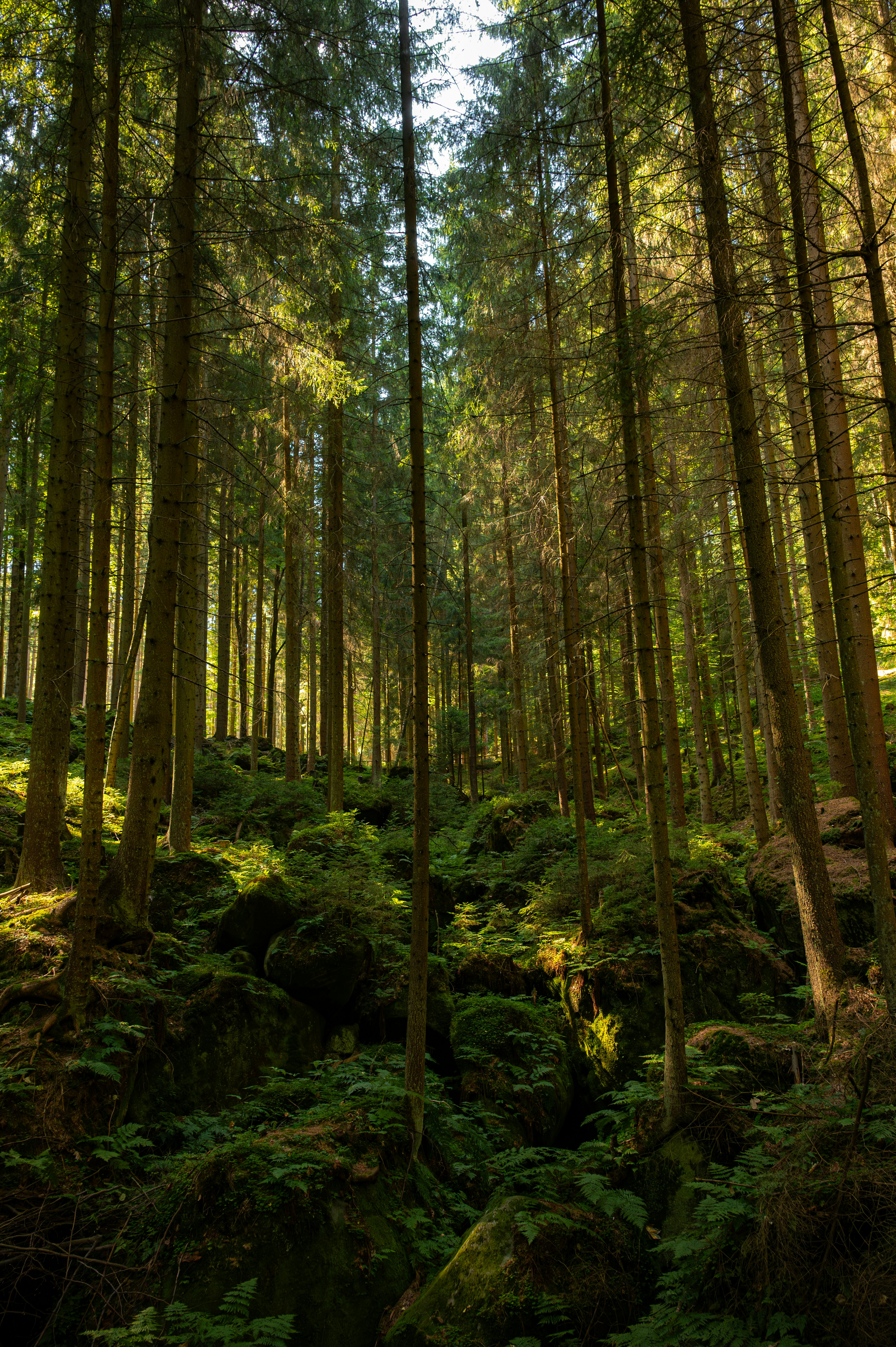 Sunlight filters through tall trees in a lush forest.
