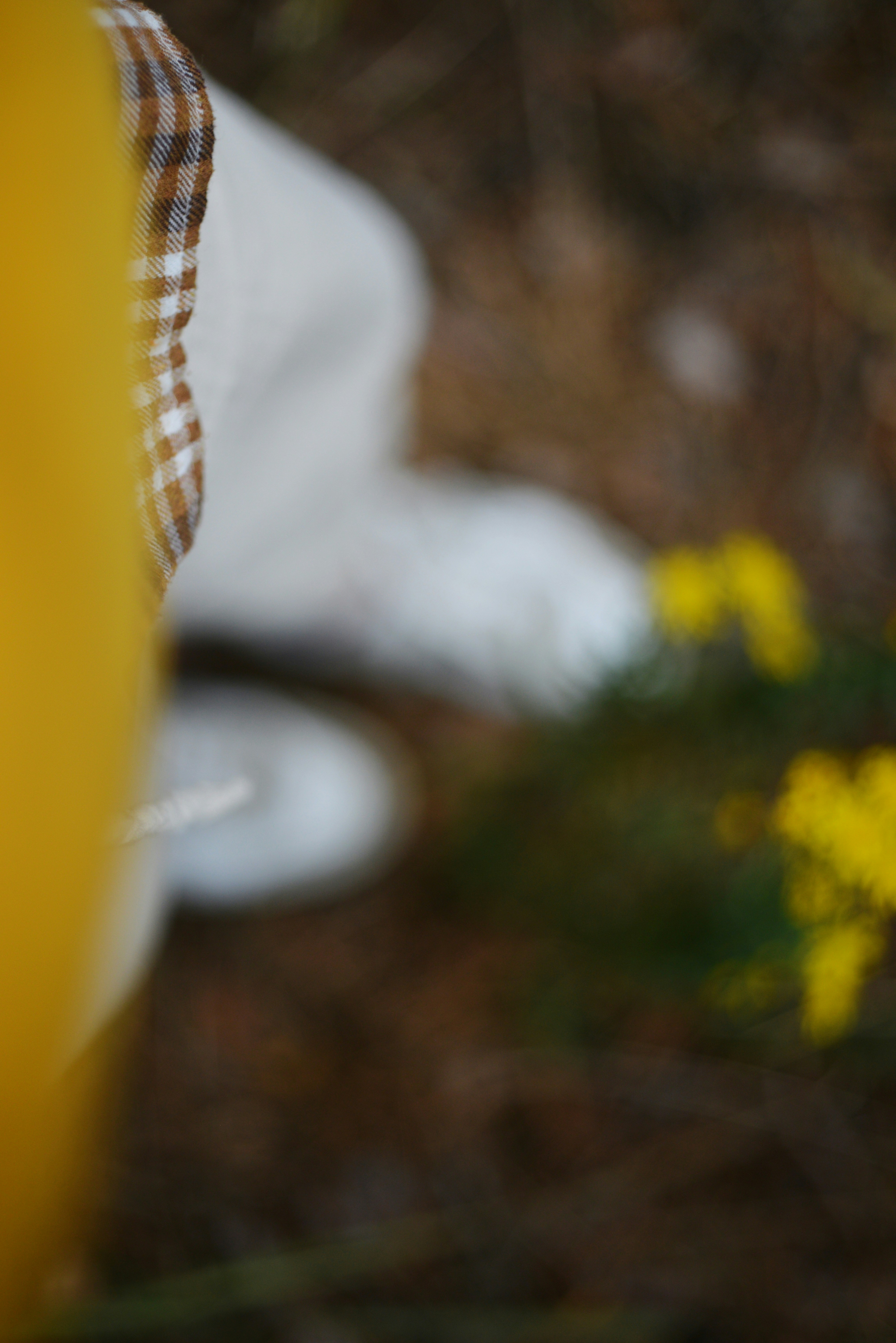 A Glimpse of Autumn's Palette