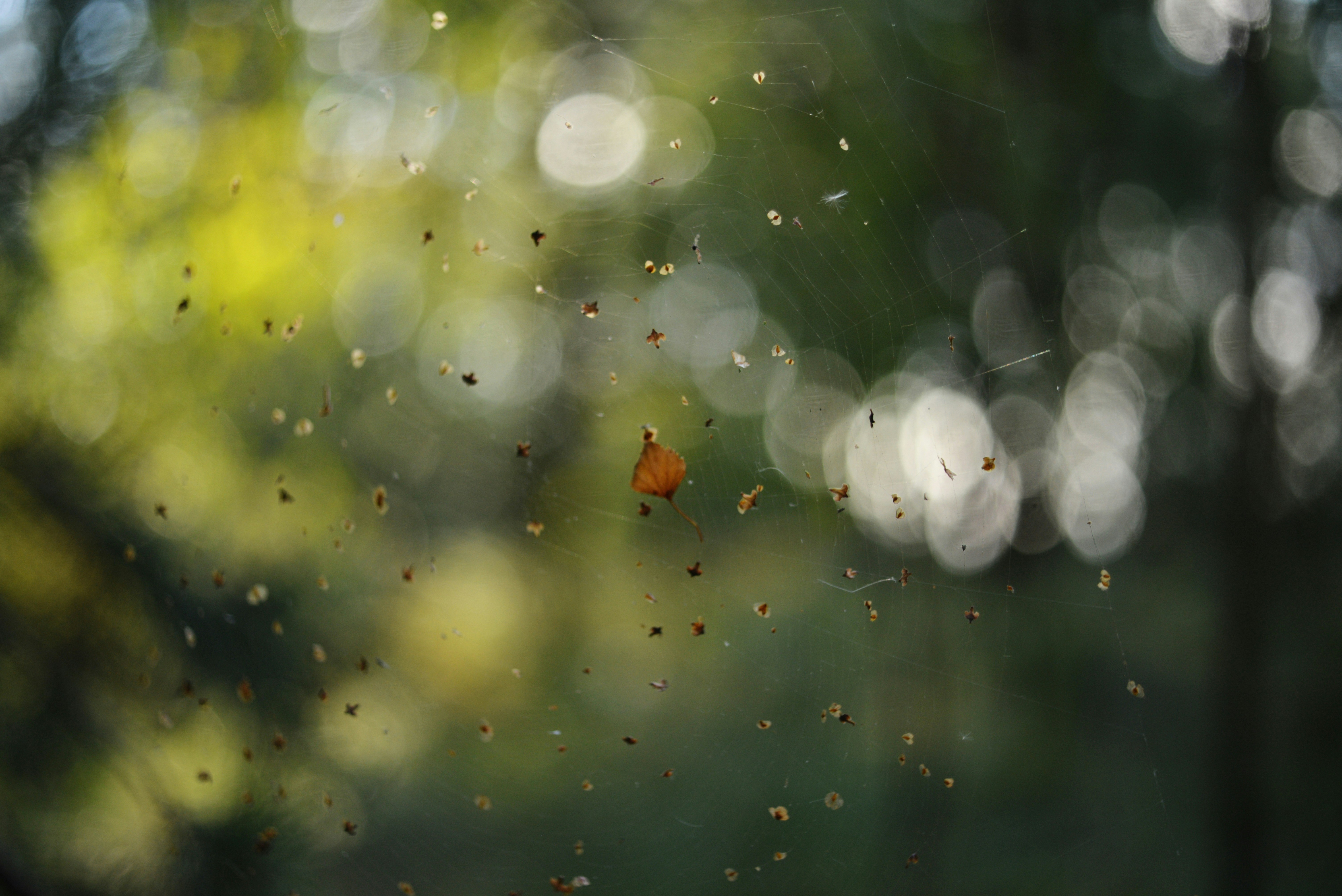 A delicate spider web adorned with fallen leaves, illuminated by soft sunlight filtering through the forest canopy.