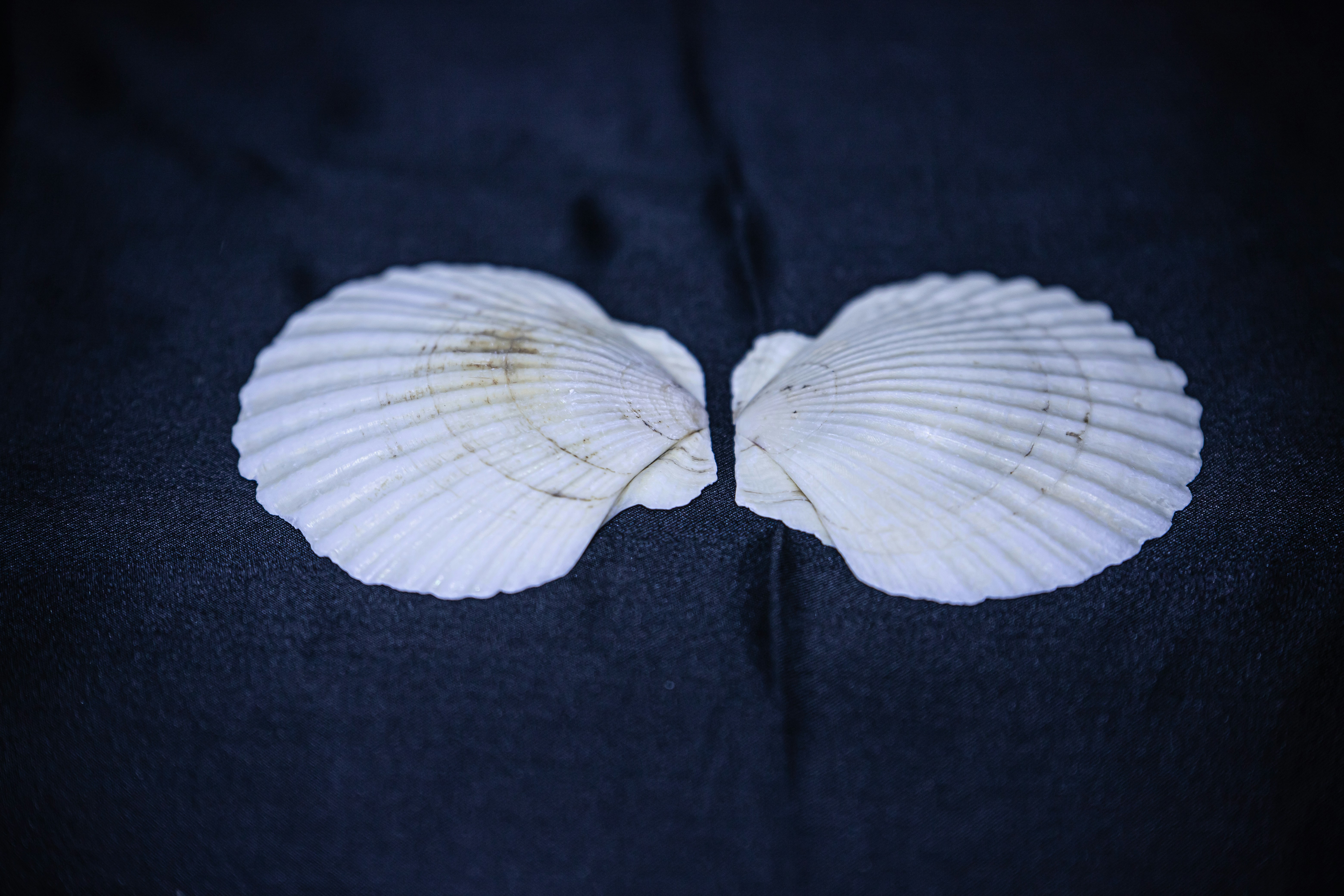 Symphony of Shells: Nature's Curved Artistry