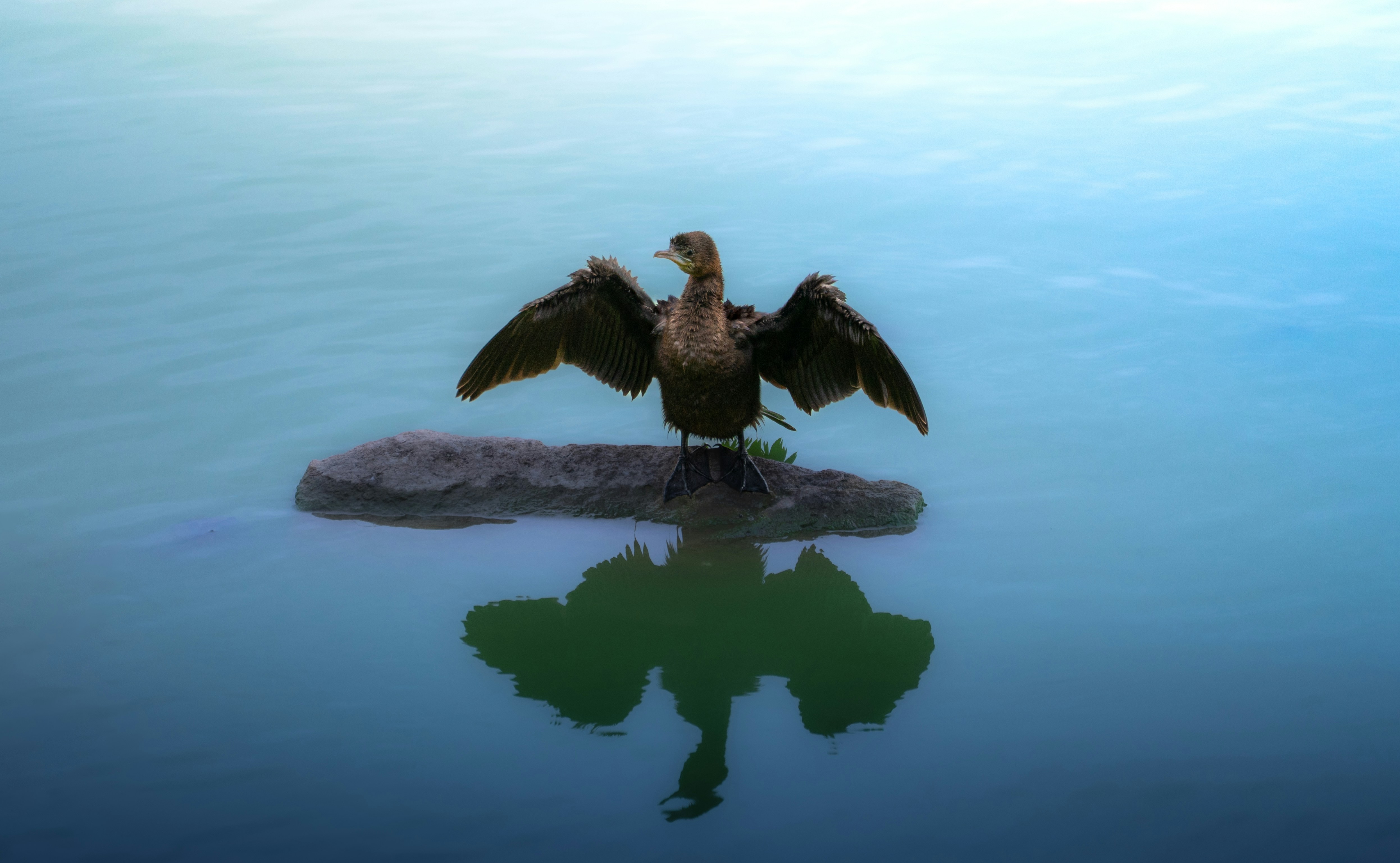 Discover a stunning image of a cormorant perched on a rock in calm waters, showcasing its wings spread wide. This serene nature photography captures the bird's reflection in the tranquil lake, perfect for wildlife enthusiasts. | A bird with wings spread on a rock.
