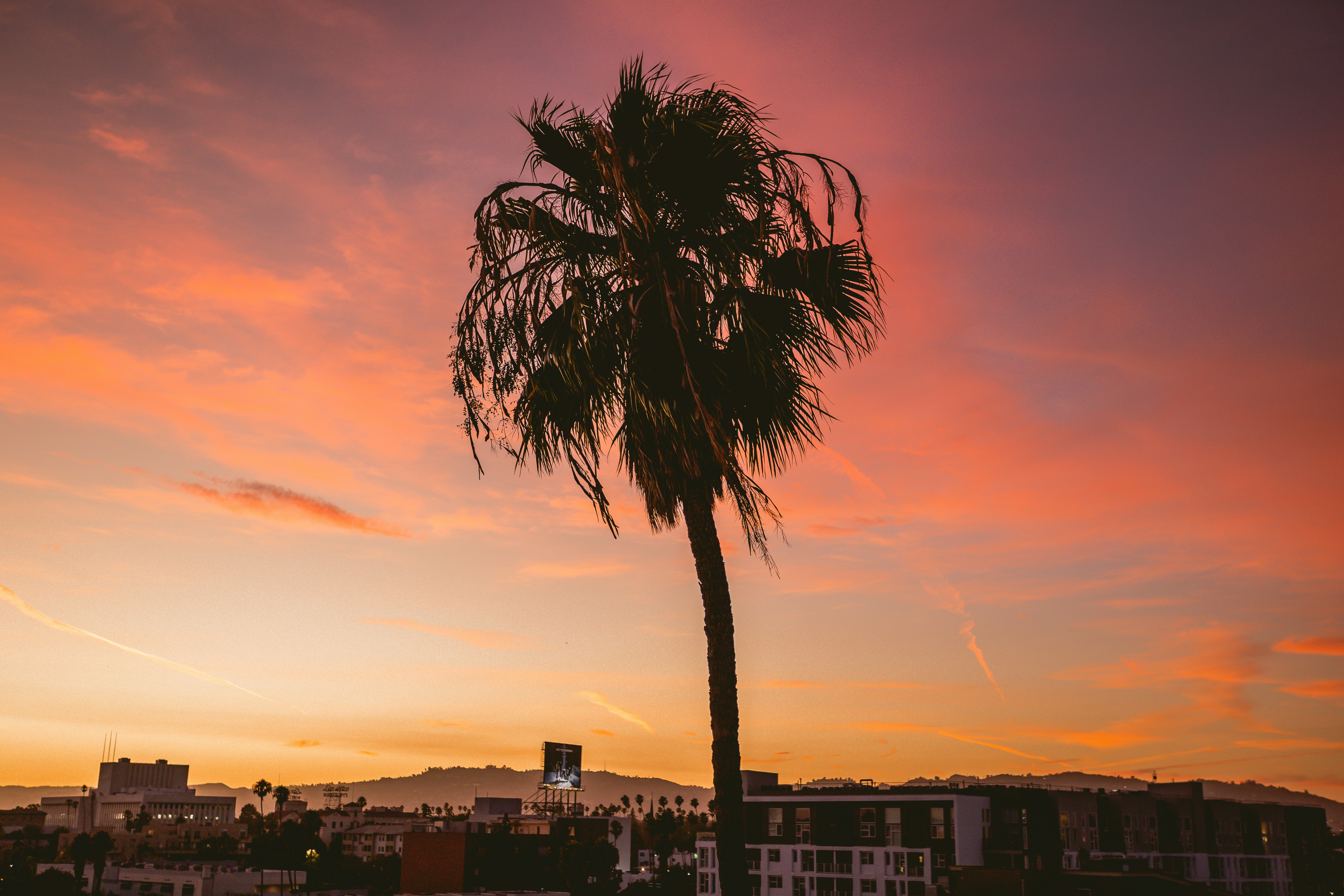 Palm tree sunset in Los Angeles, California | Palm tree silhouetted against a vibrant sunset sky.