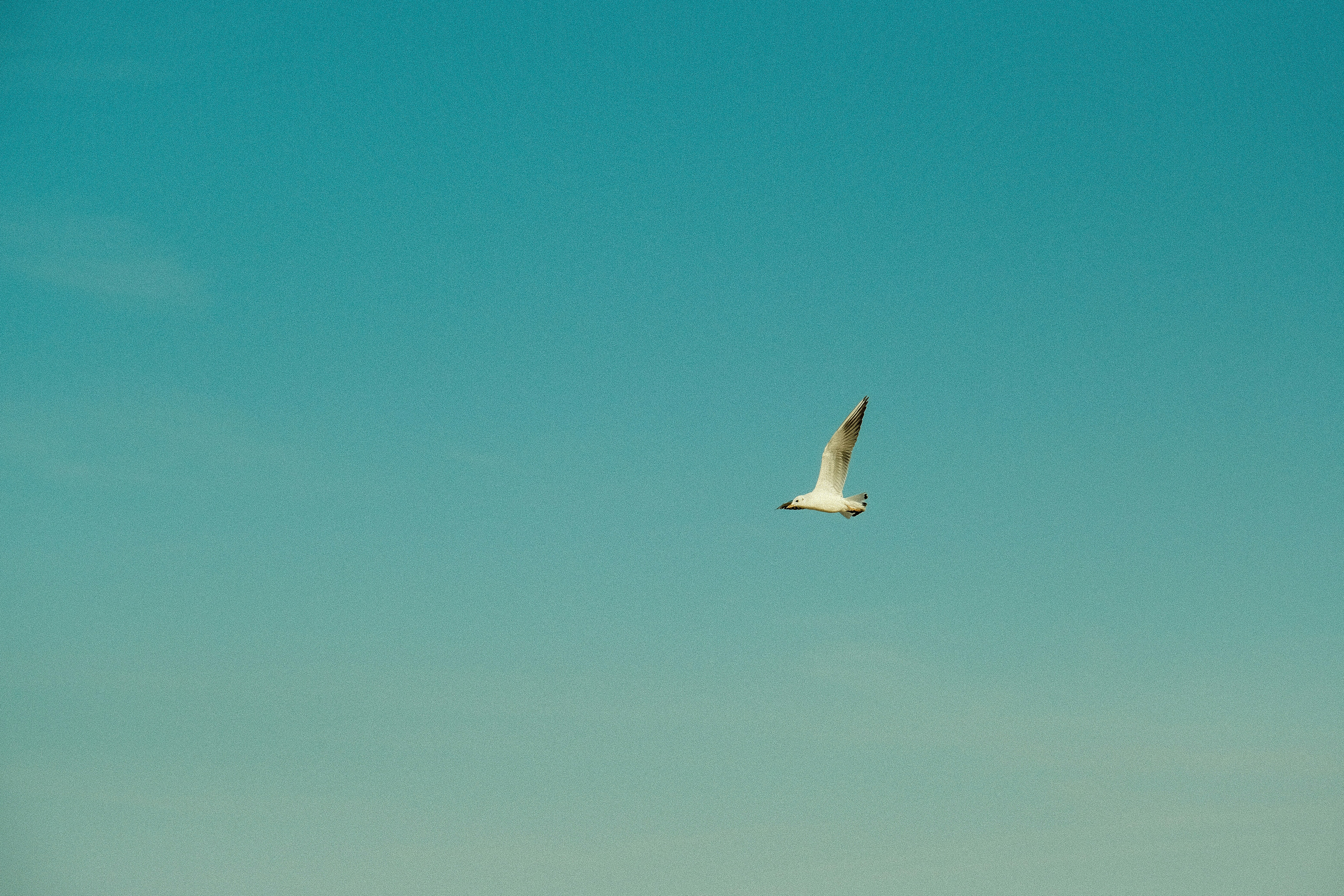 Clarity | A seagull flying in a clear blue sky.