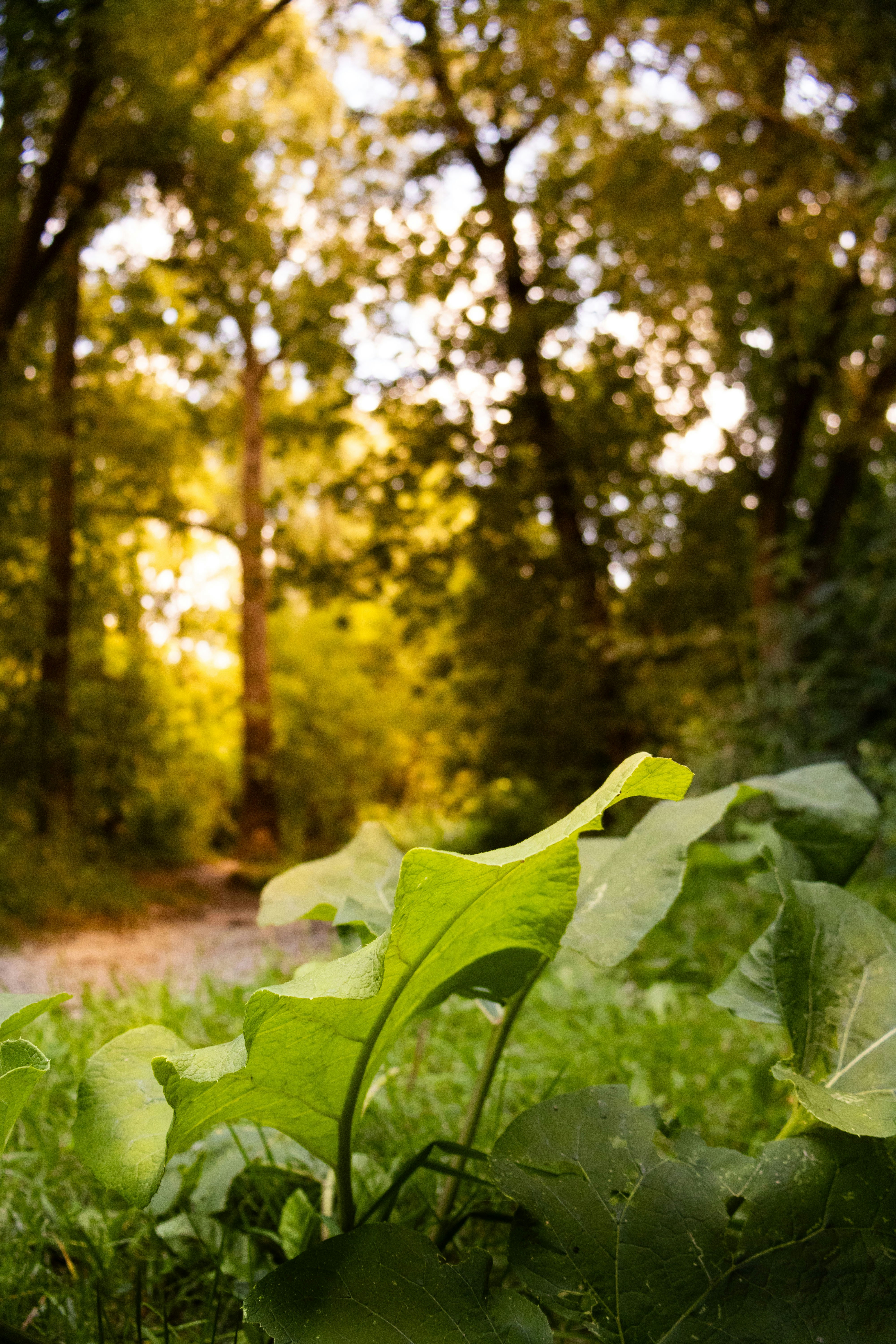 Vibrant green leaves rise from a grassy foreground, leading into a sunlit forest path surrounded by tall trees. 
