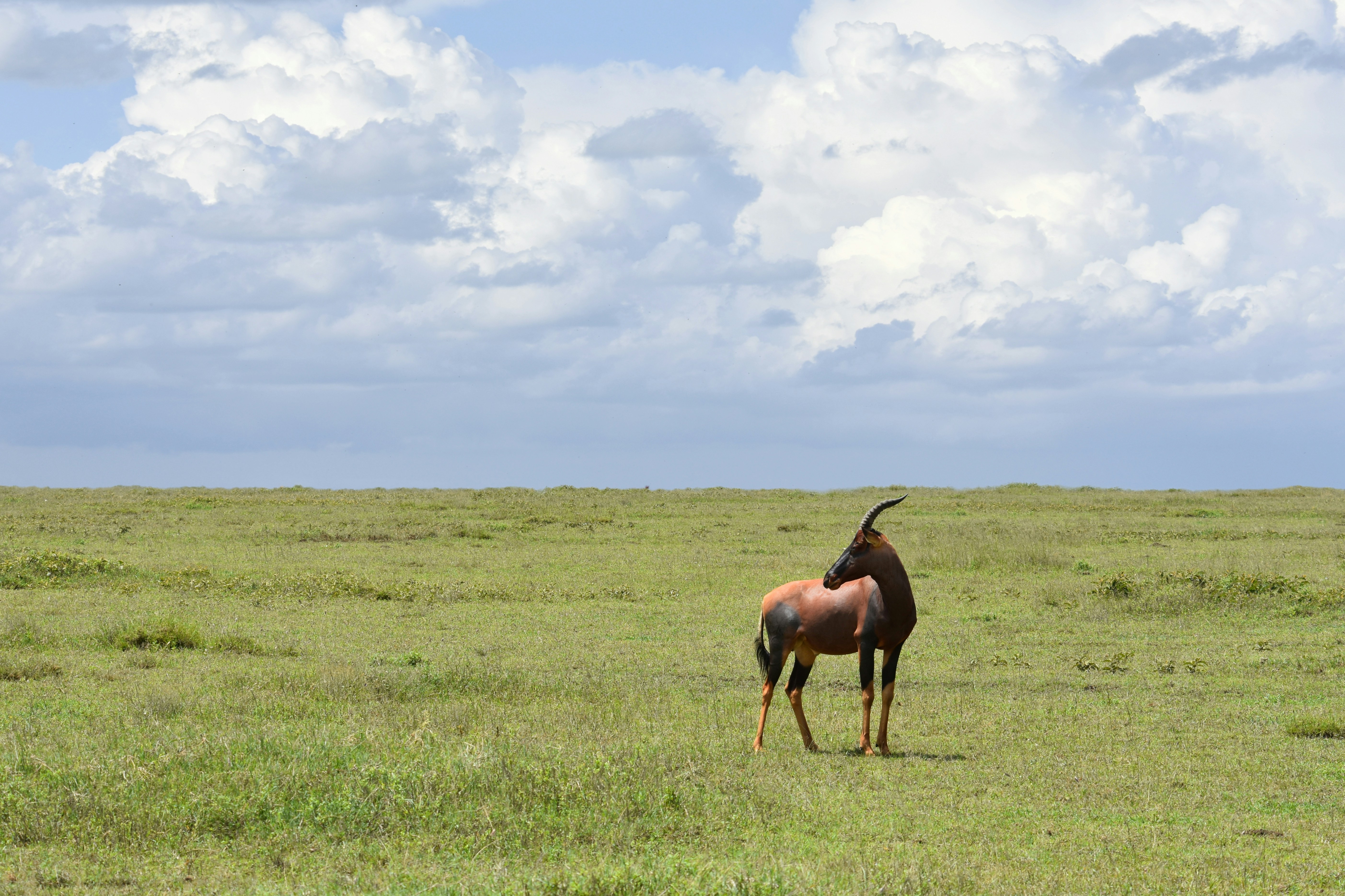 Graceful Solitude: The Antelope's Watch