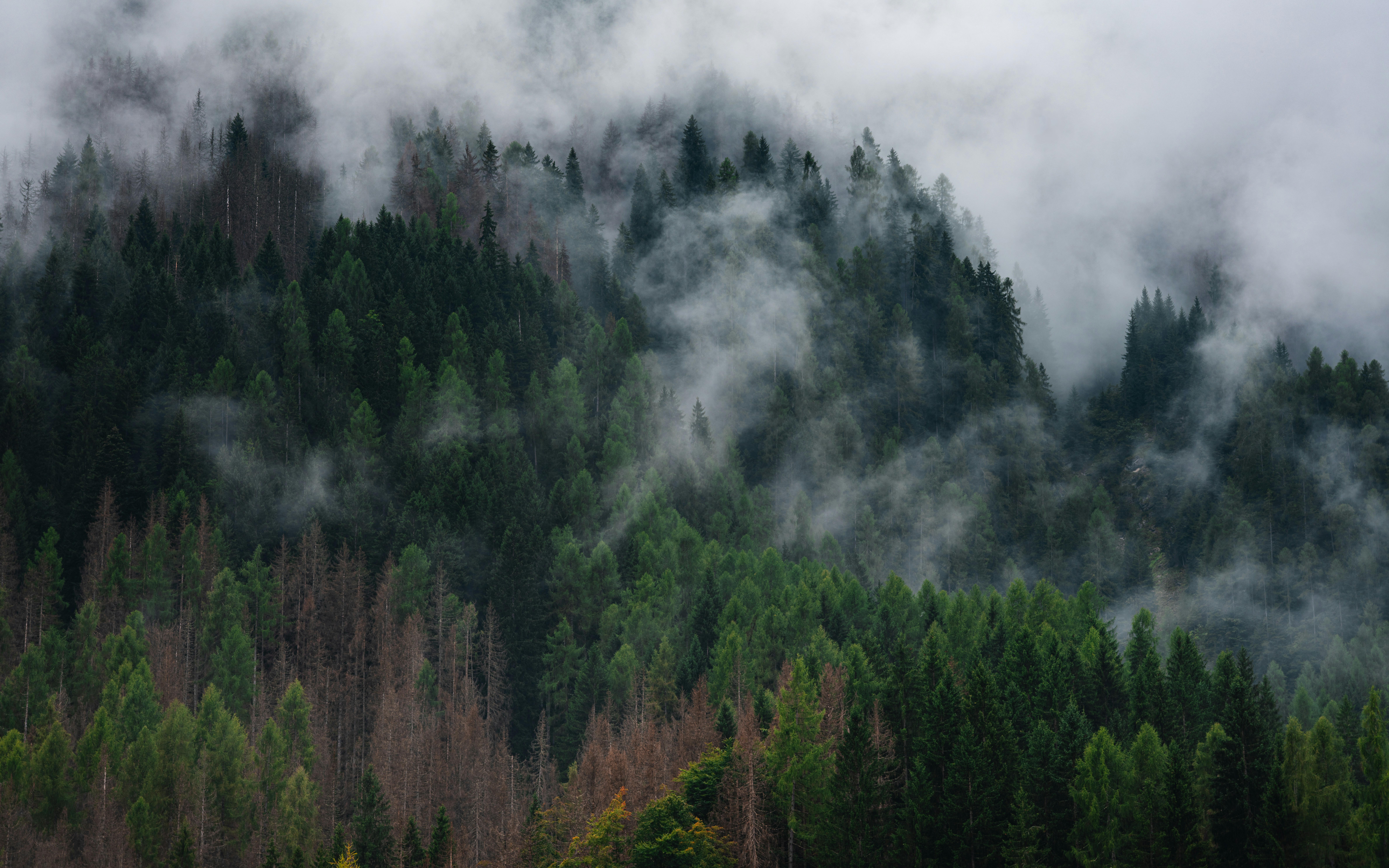 Coniferous forest covered in mist on a mountain slope. Evergreen trees, moody atmosphere, and a captivating natural landscape. | Misty evergreen forest on a cloudy day