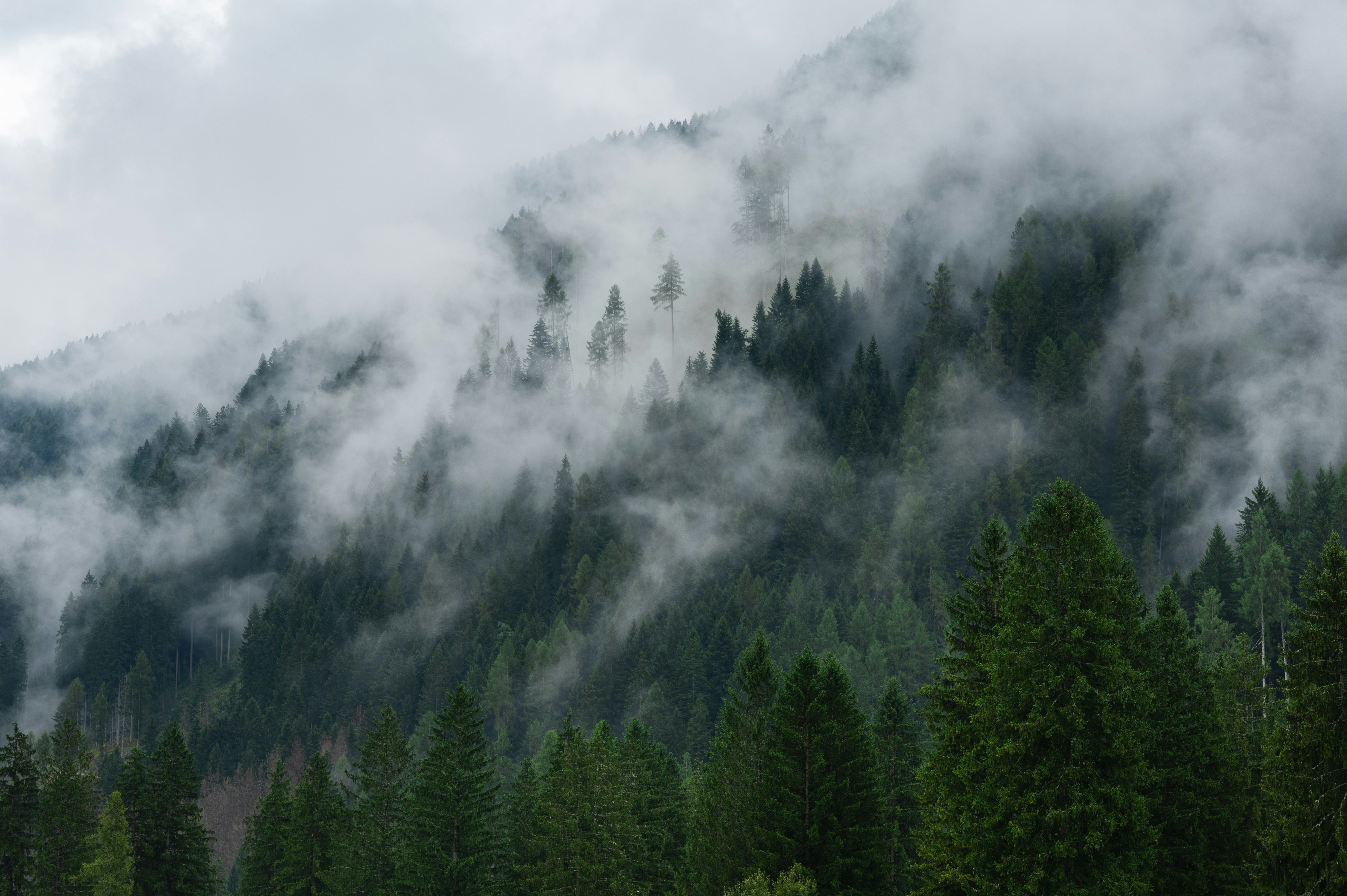 Coniferous forest covered in mist on a mountain slope. Evergreen trees, moody atmosphere, and a captivating natural landscape. | Misty forest covering a mountain slope