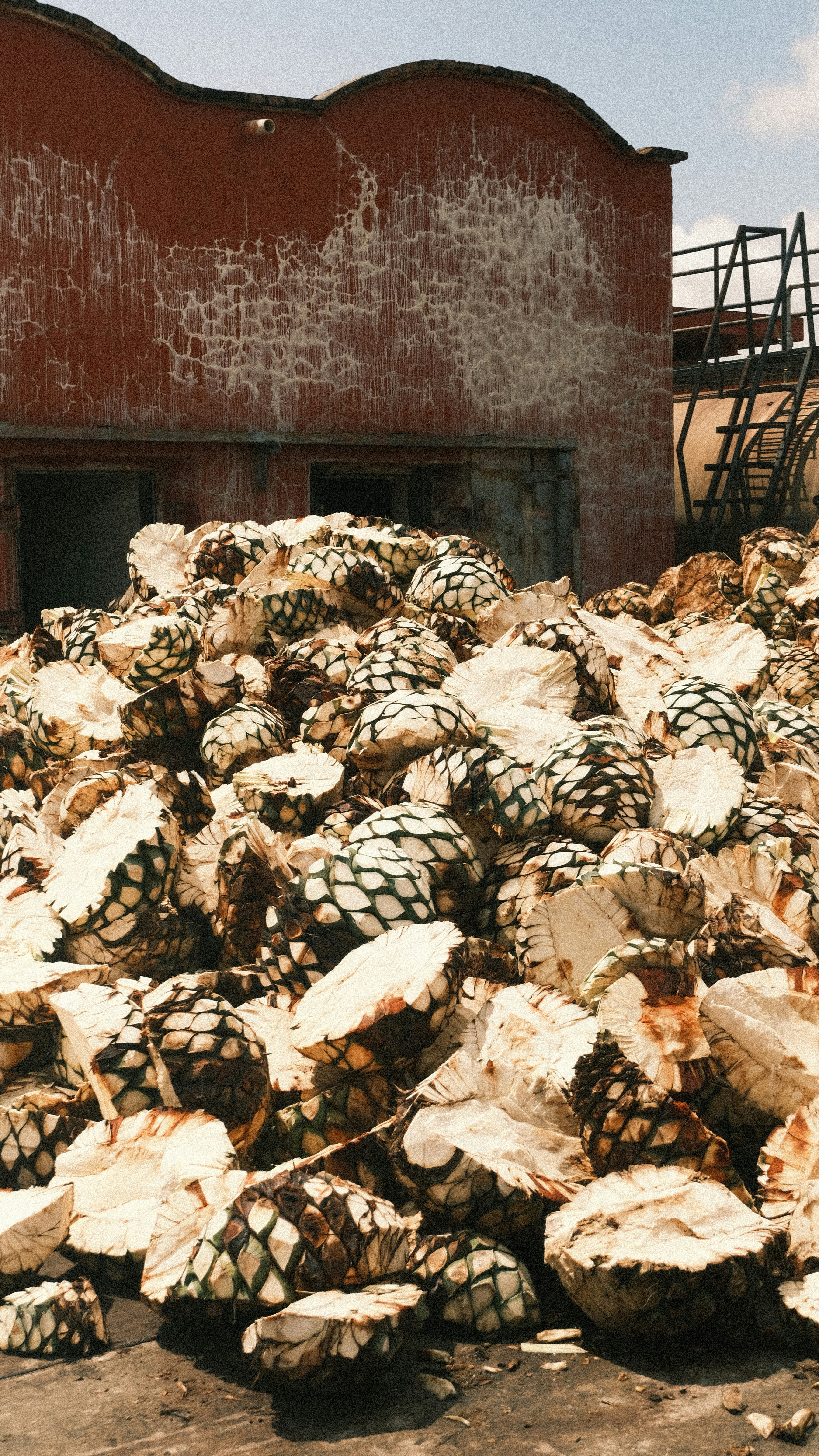 Piled agave hearts ready for processing in a distillery, showcasing the agricultural aftermath of tequila production.