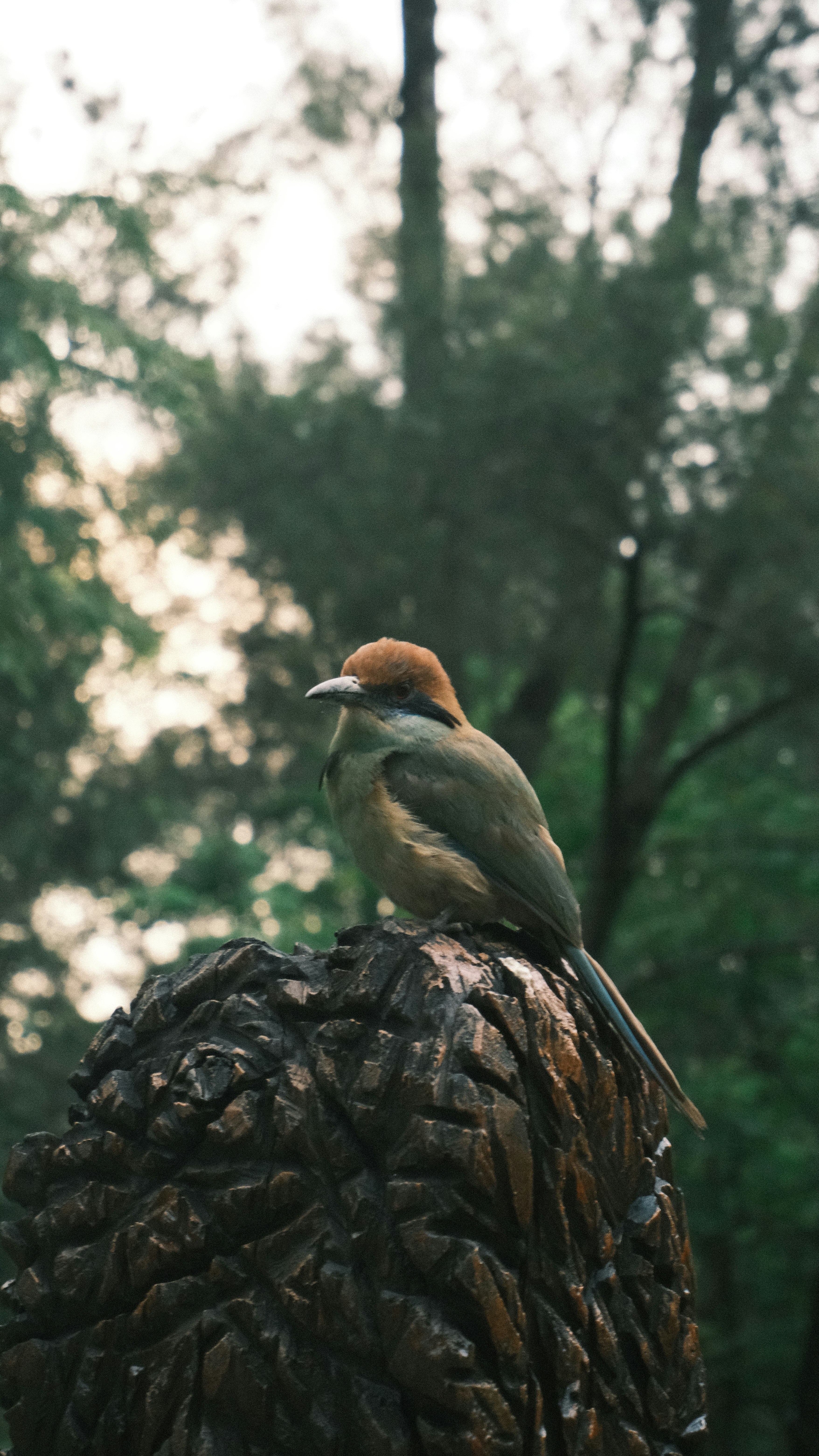 Nature's Sentinel: The Watchful Bird