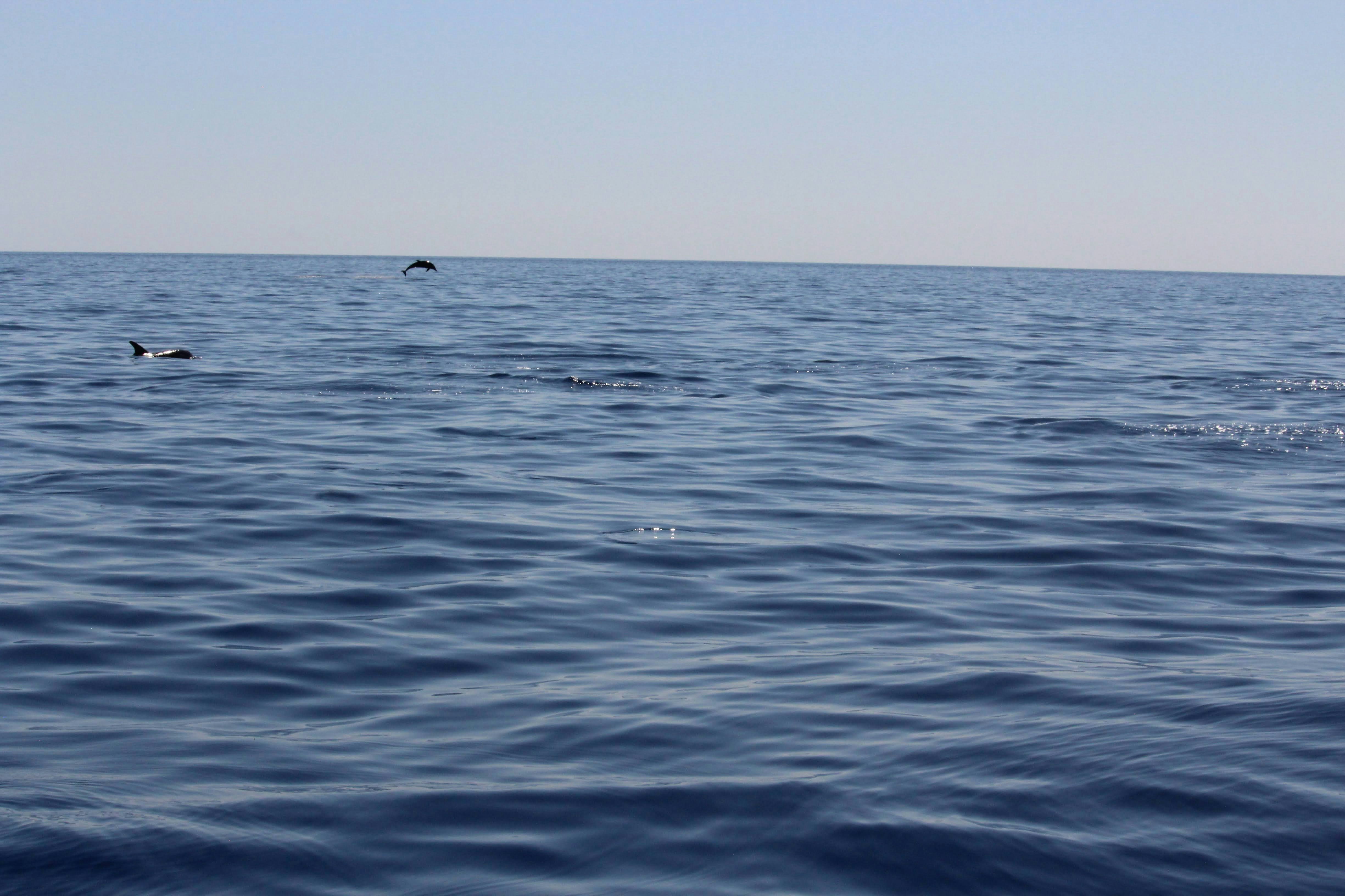 Dolphins swimming in the blue ocean