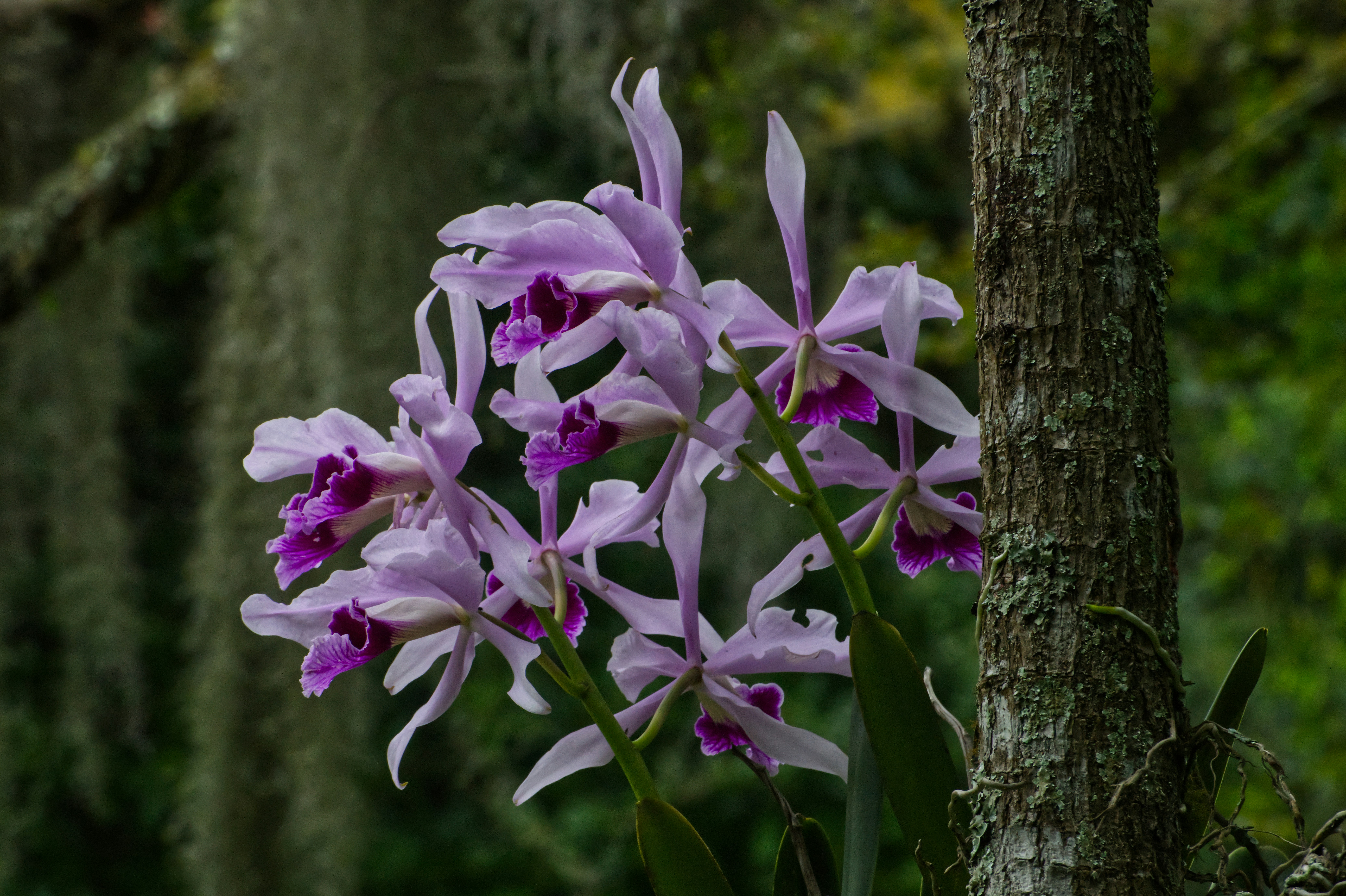 Whispers of the Orchid: Nature's Elegance