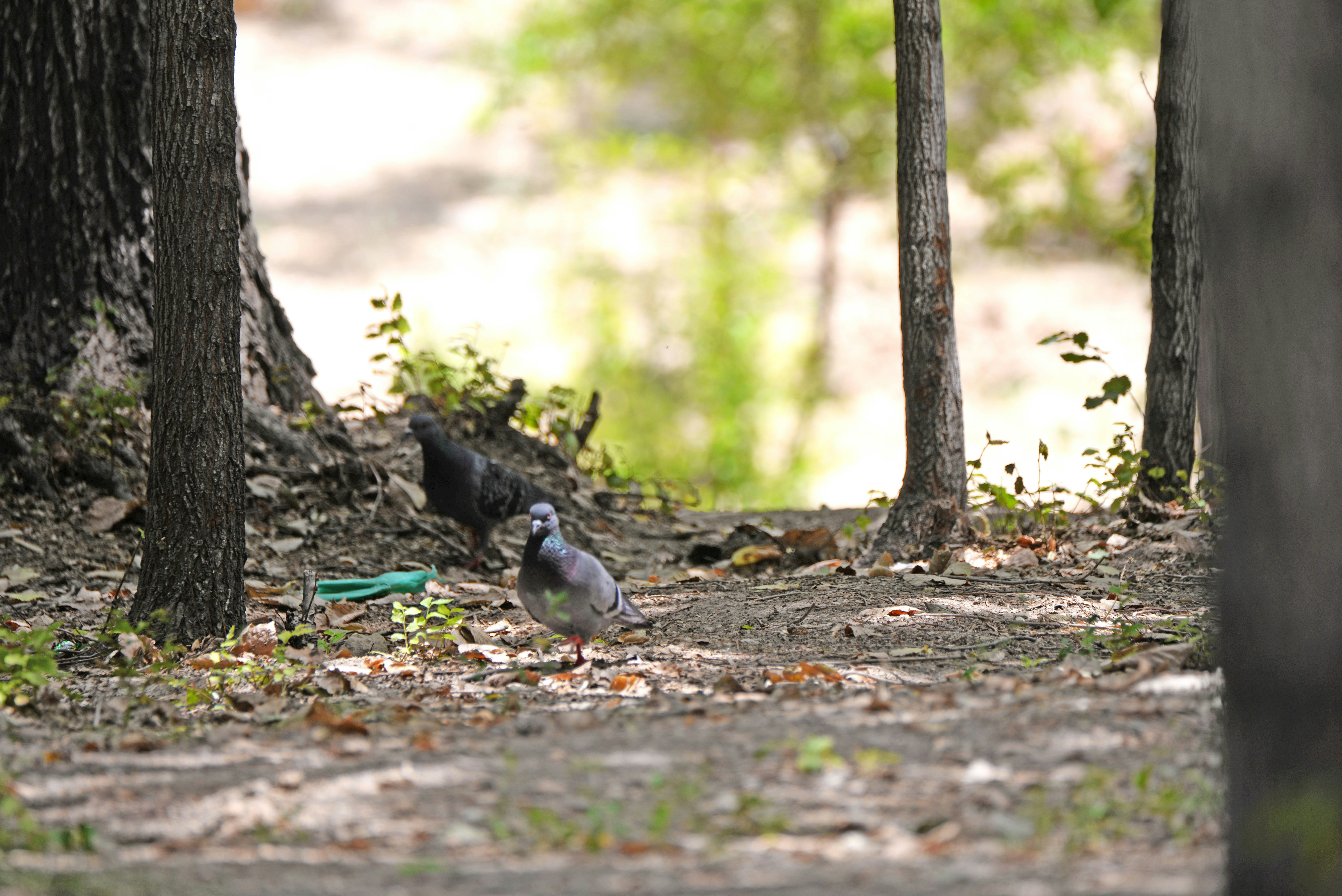 Urban Wildlife Encounter: A Moment in Nature's Embrace