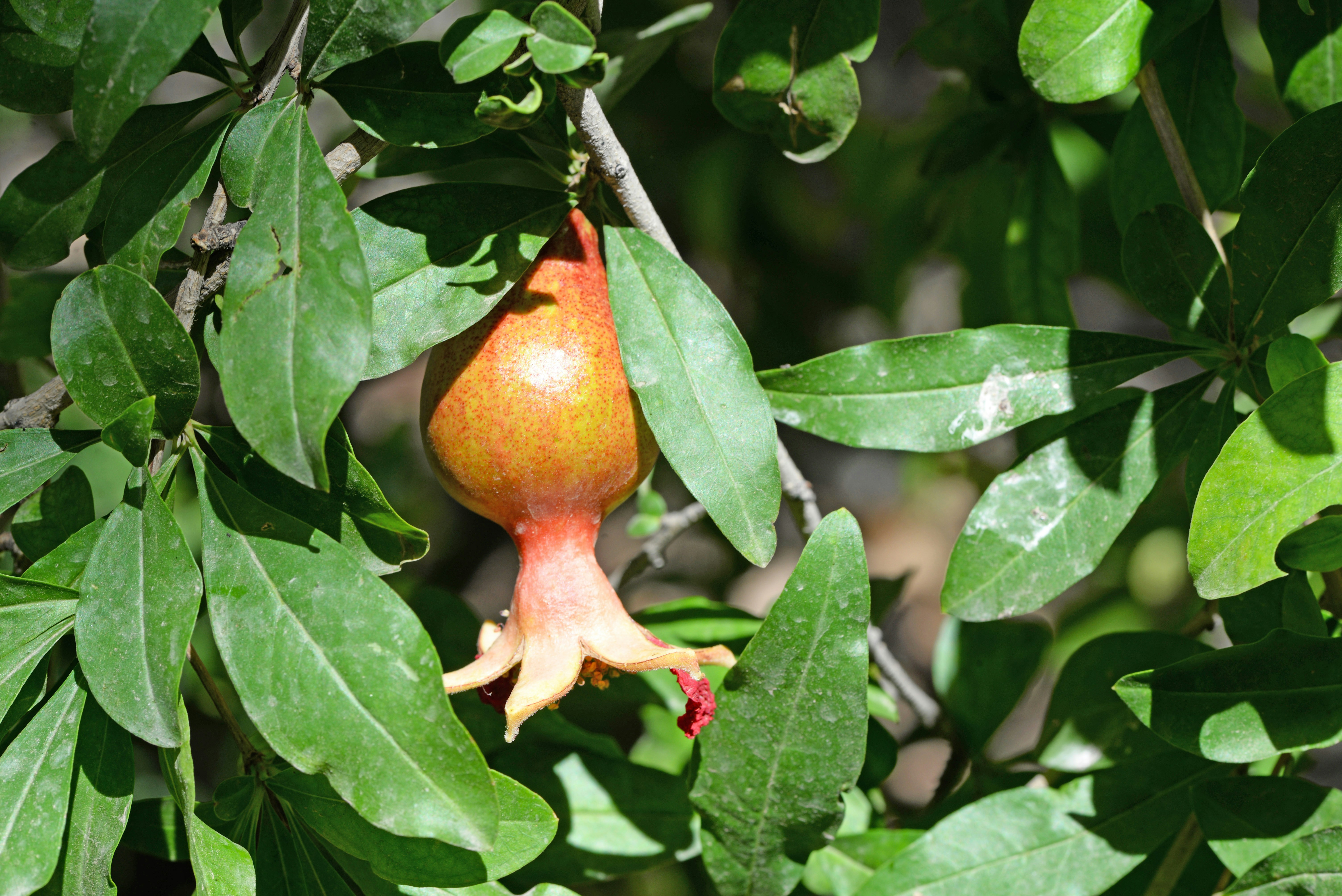 Emerging Jewel: The Pomegranate's Journey
