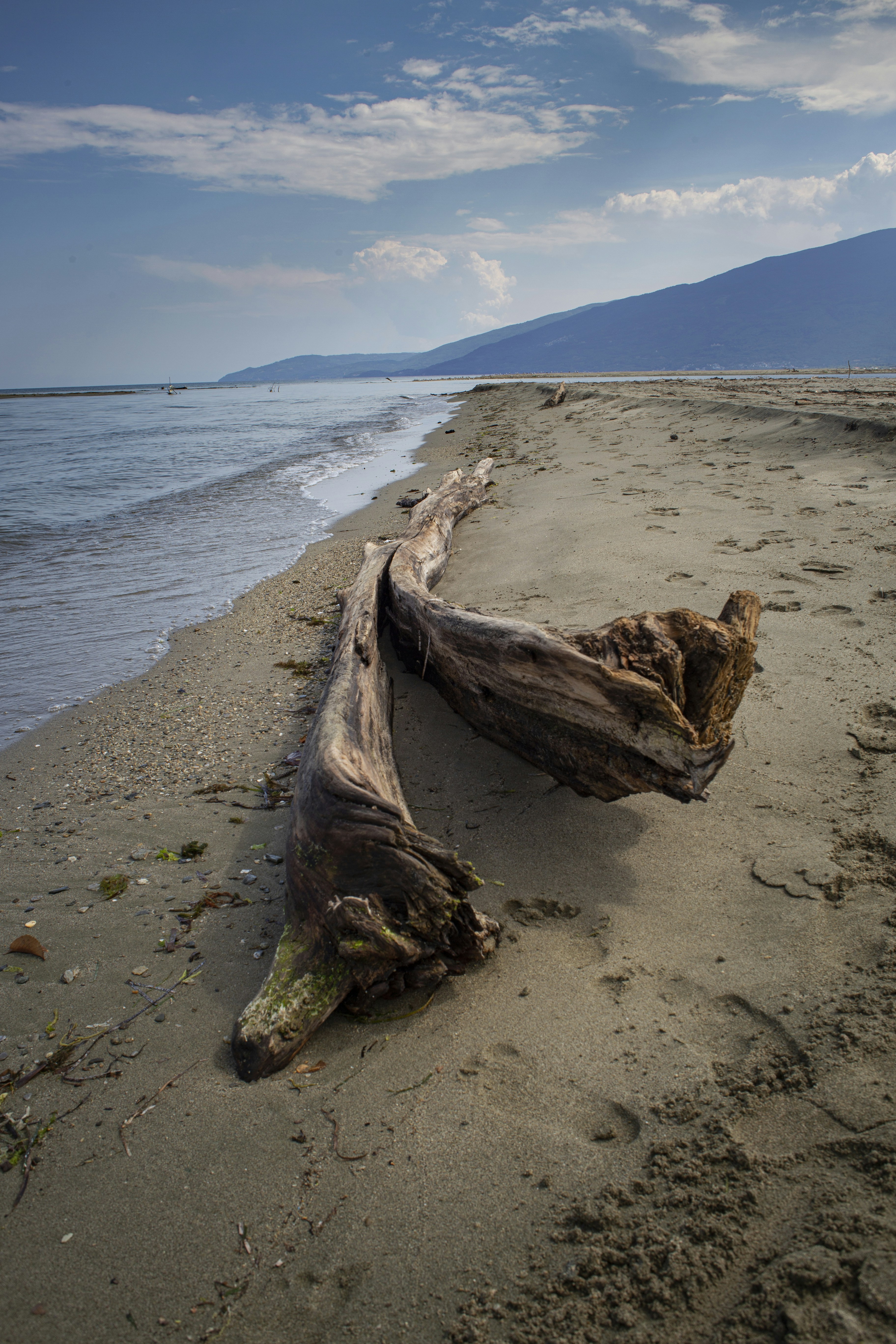 Driftwood Chronicles: Nature's Sculpted Remains