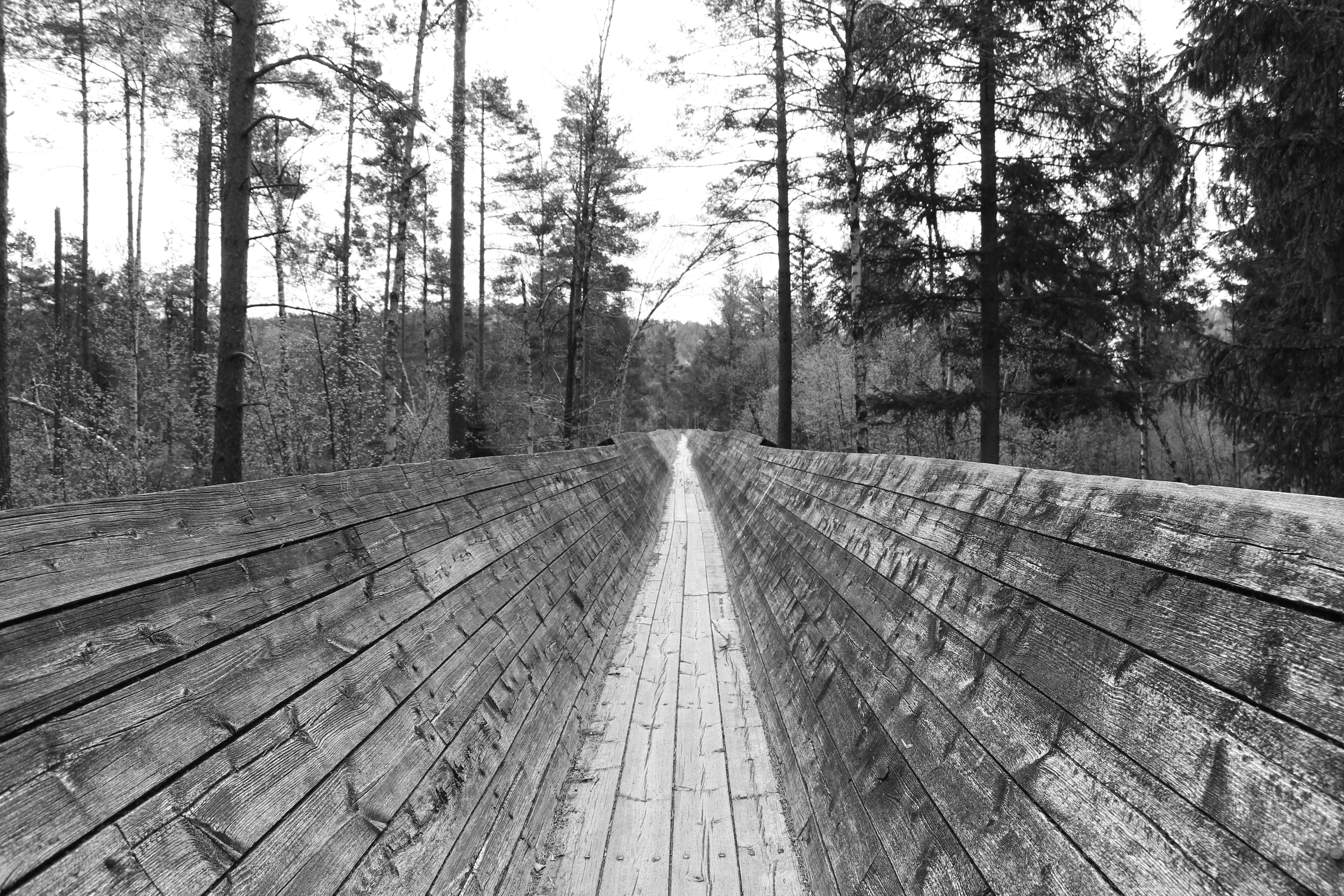 Wooden Pathway Through the Whispering Pines