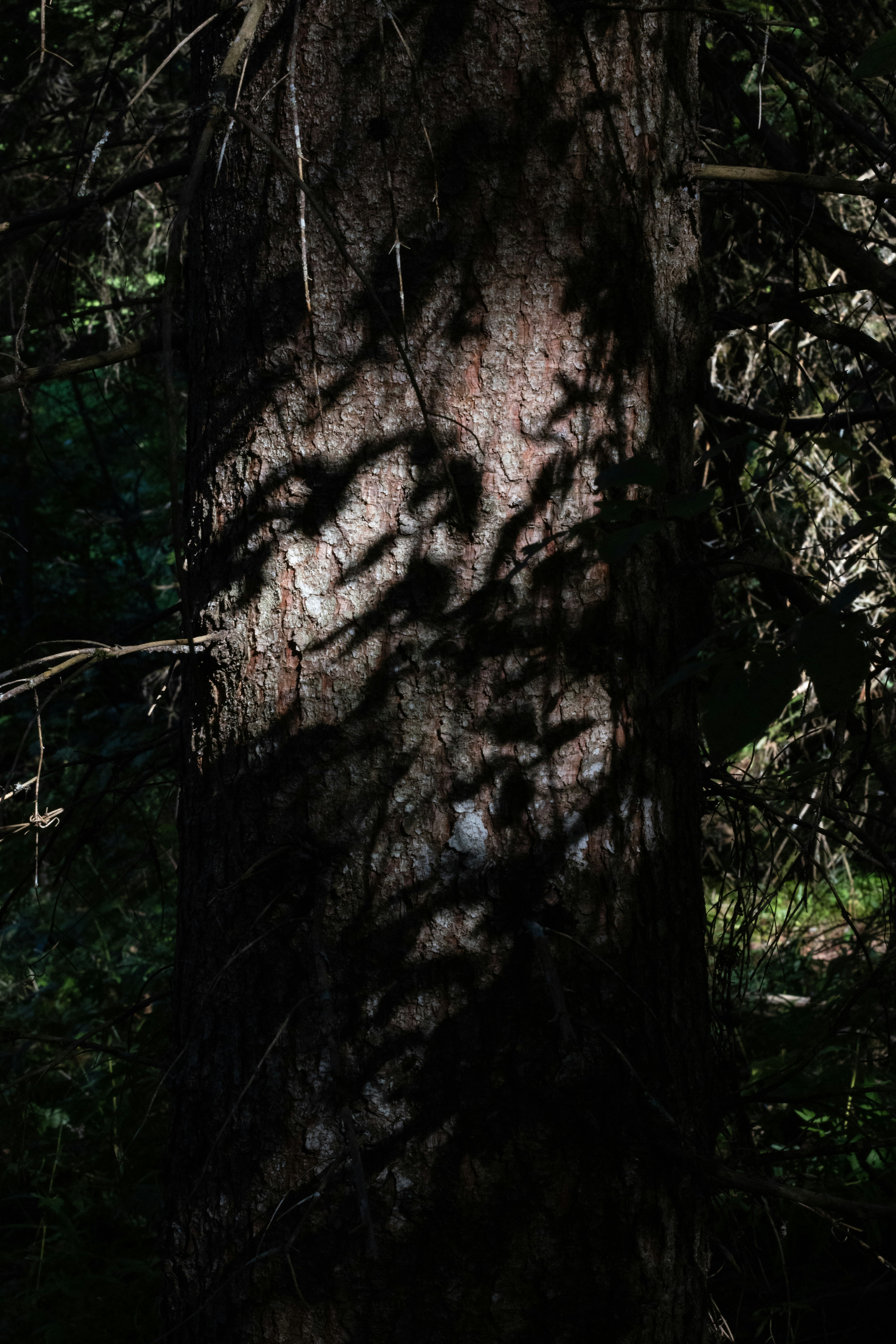 Tree Shadow | Sunlight and shadows on a tree trunk