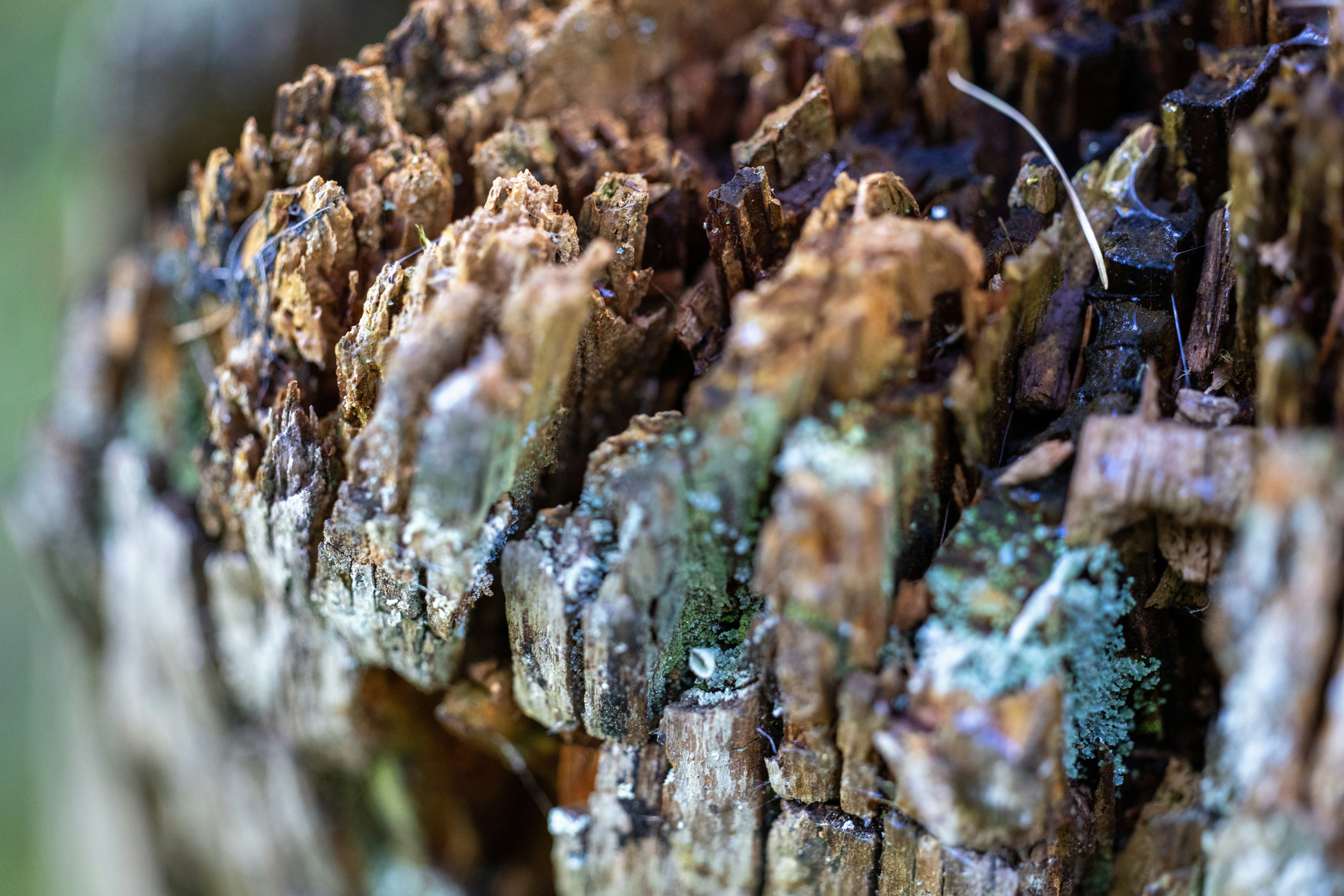 Rotten Trunk | Close up of weathered, decaying wood texture