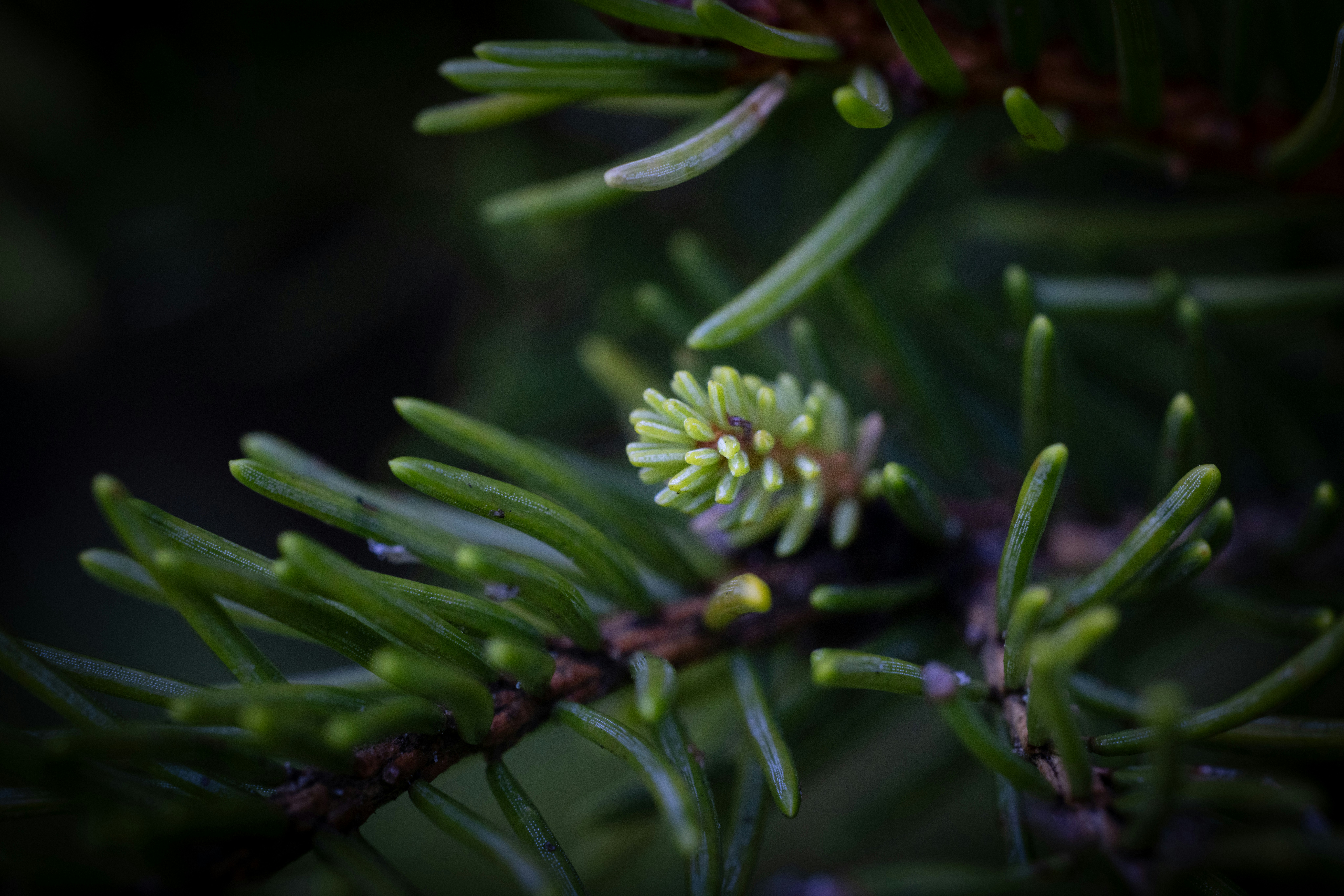 Junge Tannennadeln | Close-up of a new pine bud on a branch