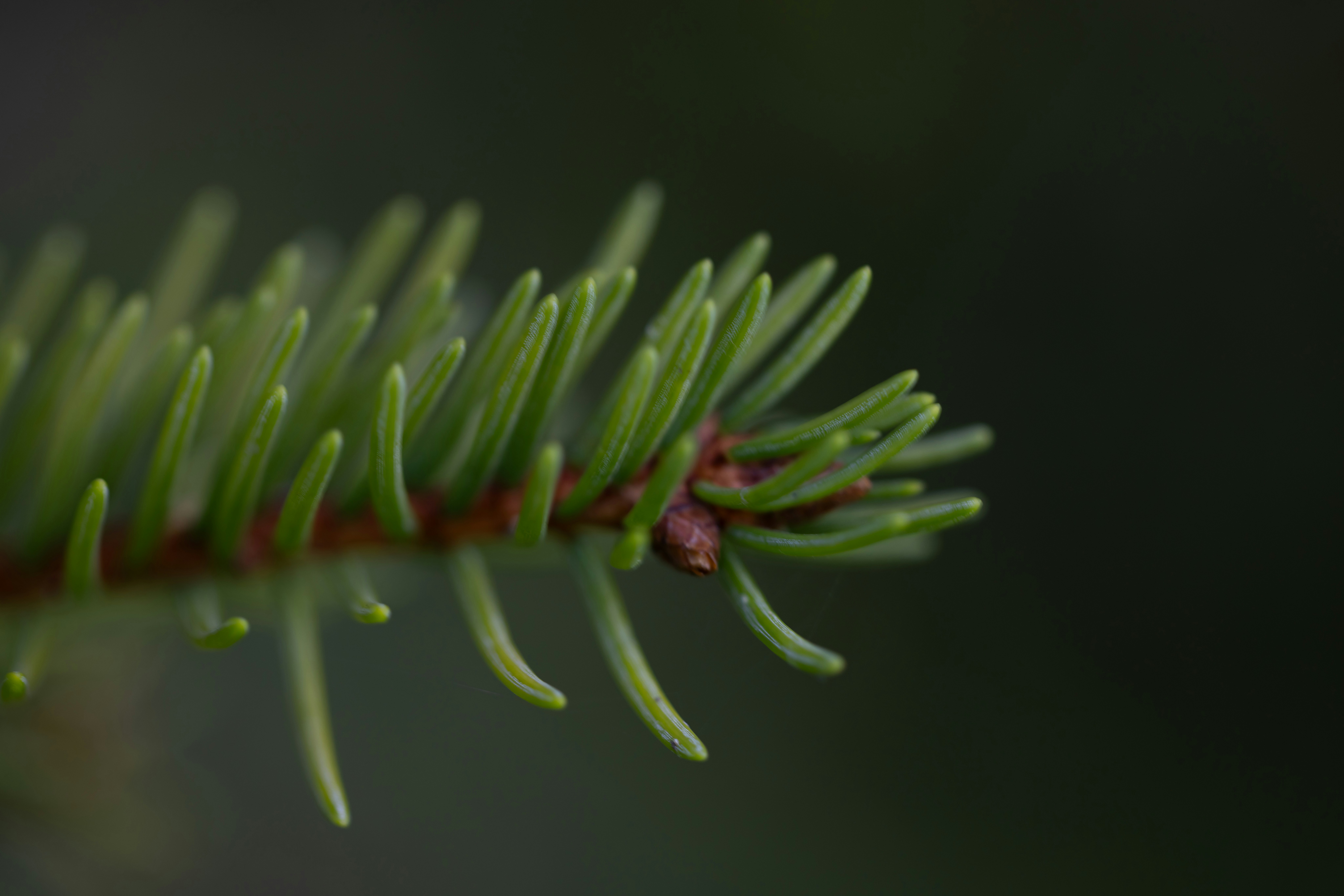 Whispers of Nature: A Close-Up on Pine Needles