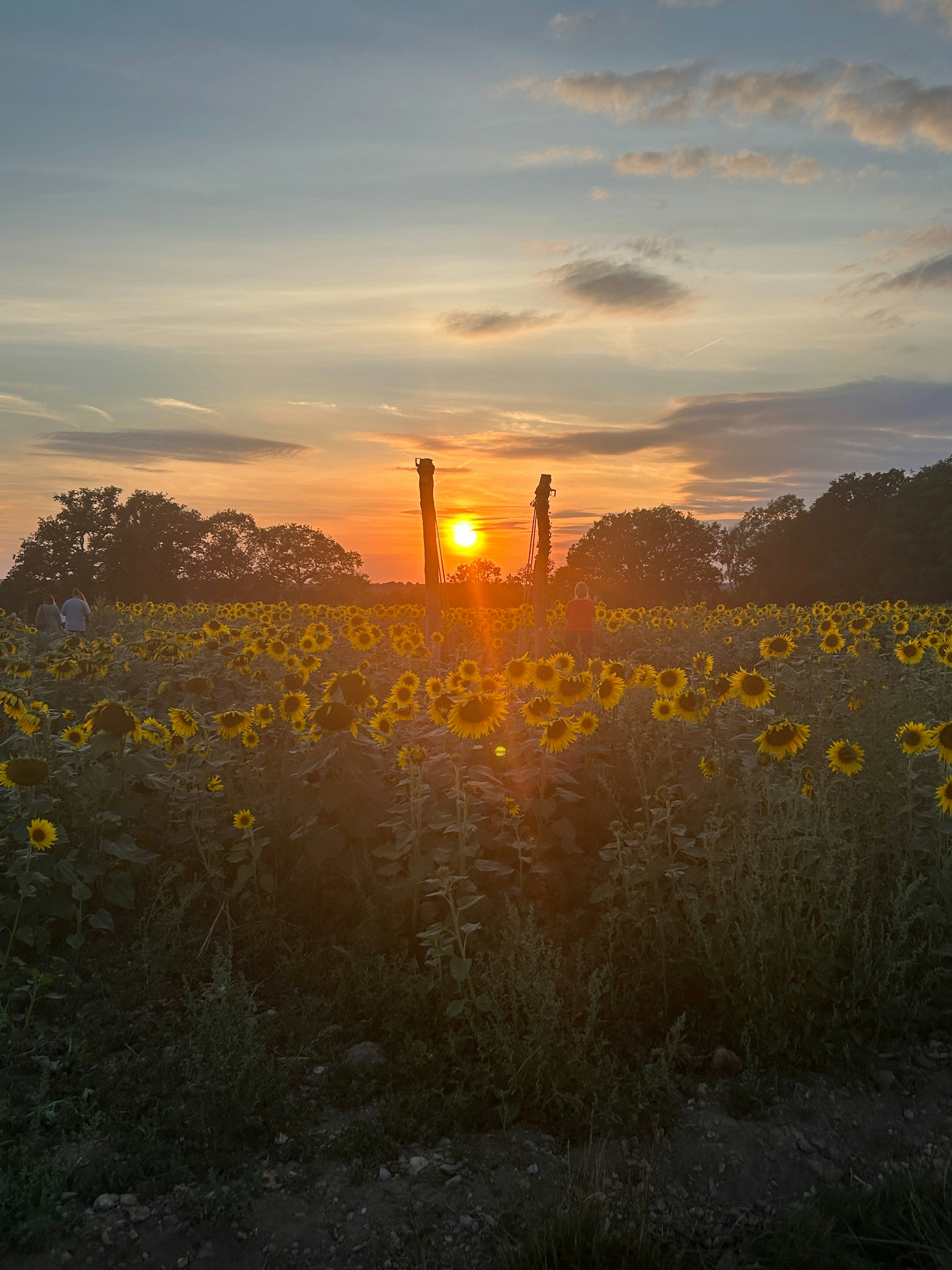 Sunflower field at sunset with wooden posts