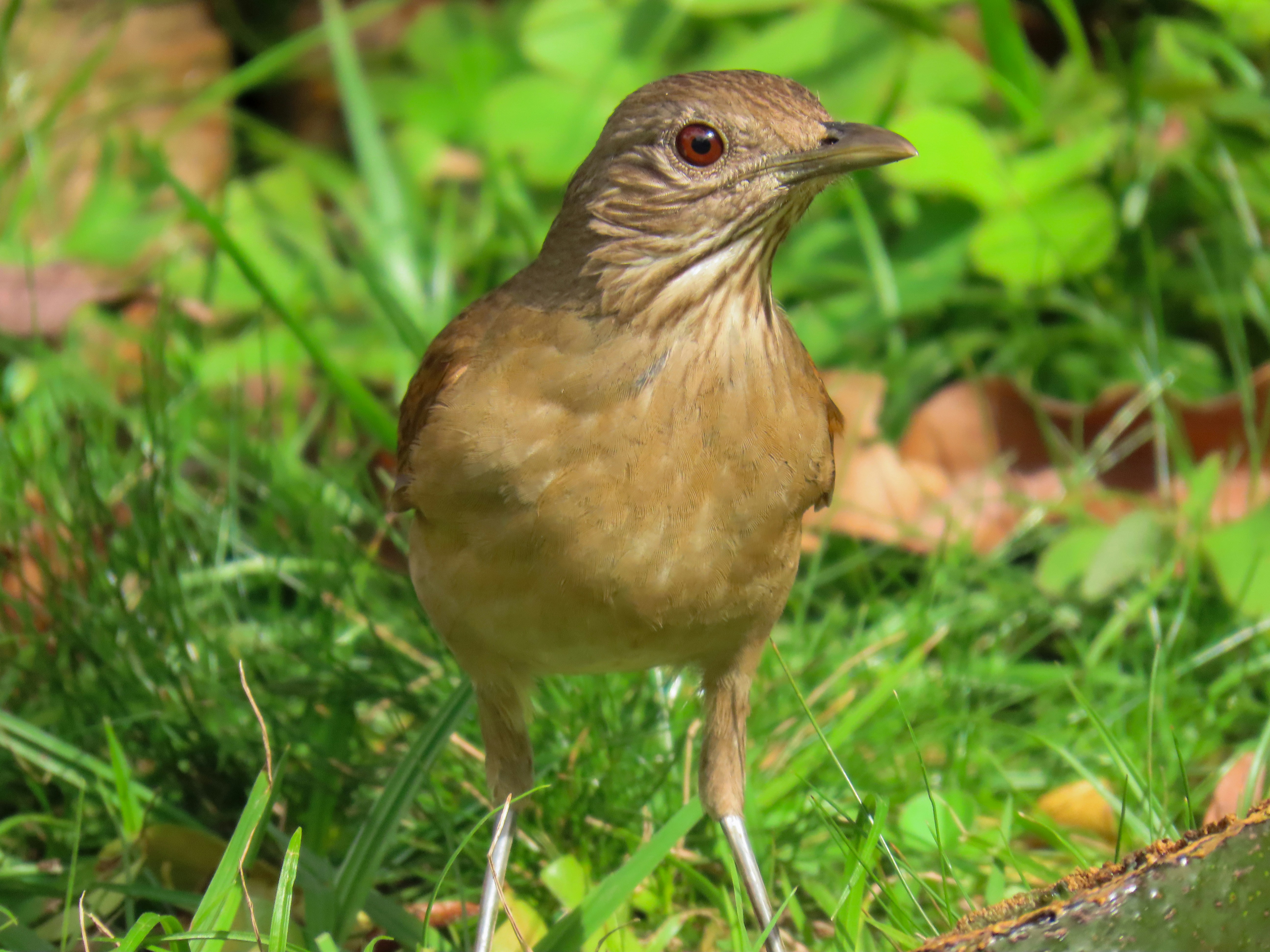 A brown bird standing amidst lush green grass and scattered leaves, showcasing its alert demeanor.