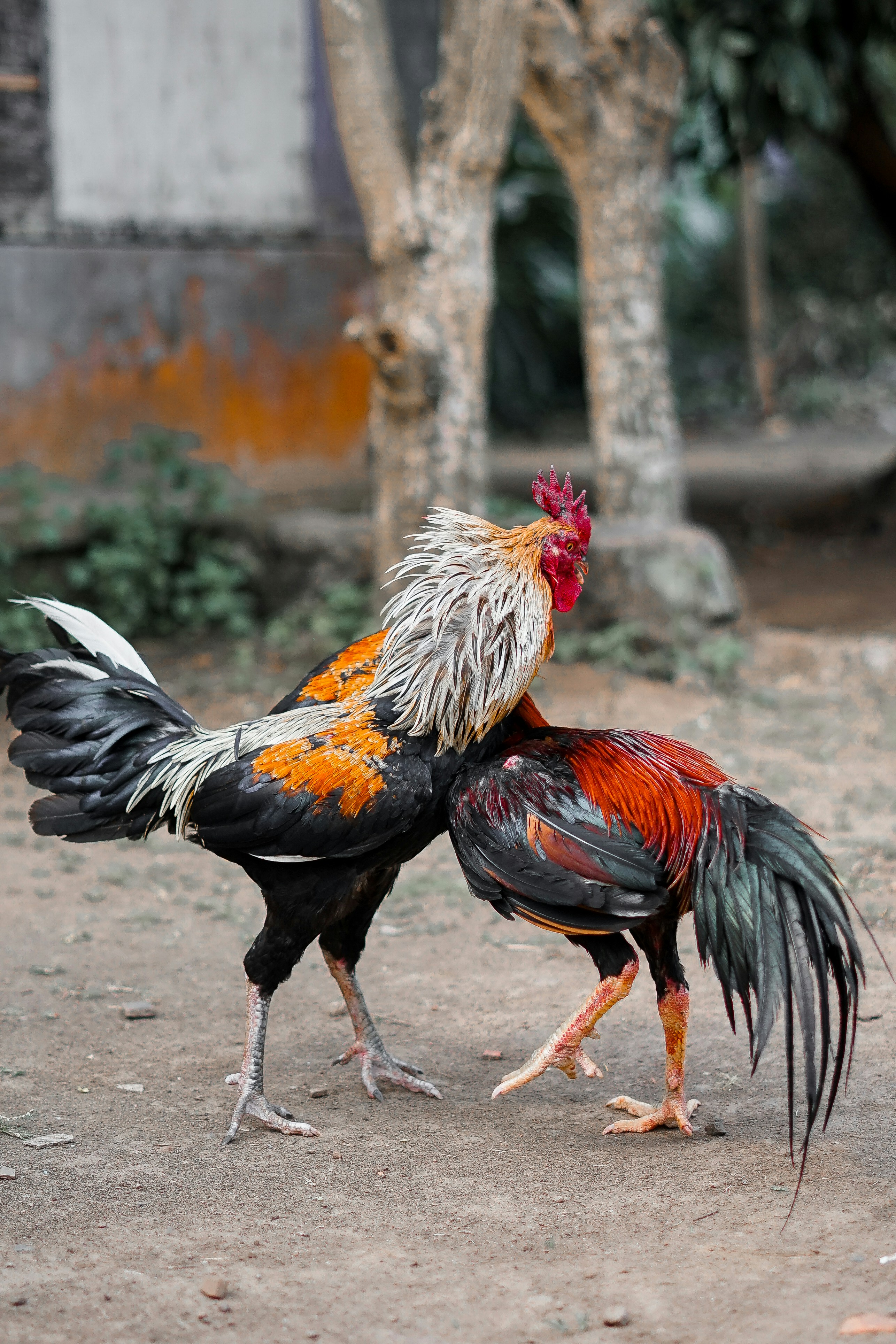 Two vibrant roosters engage in a spirited confrontation, showcasing their striking plumage and dynamic movements.