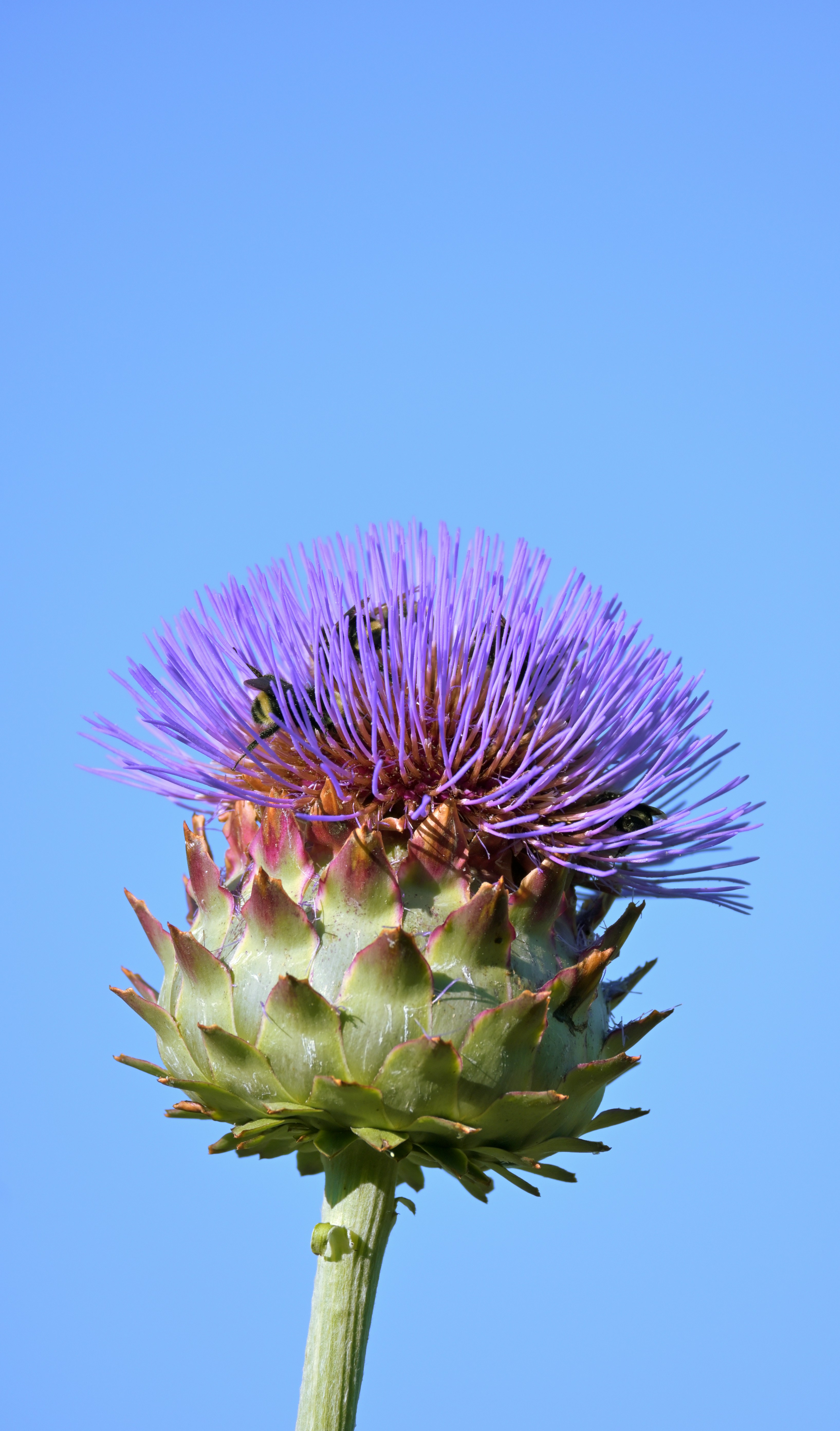 A striking artichoke flower with vibrant purple bristles against a clear blue sky, showcasing nature's intricate beauty.