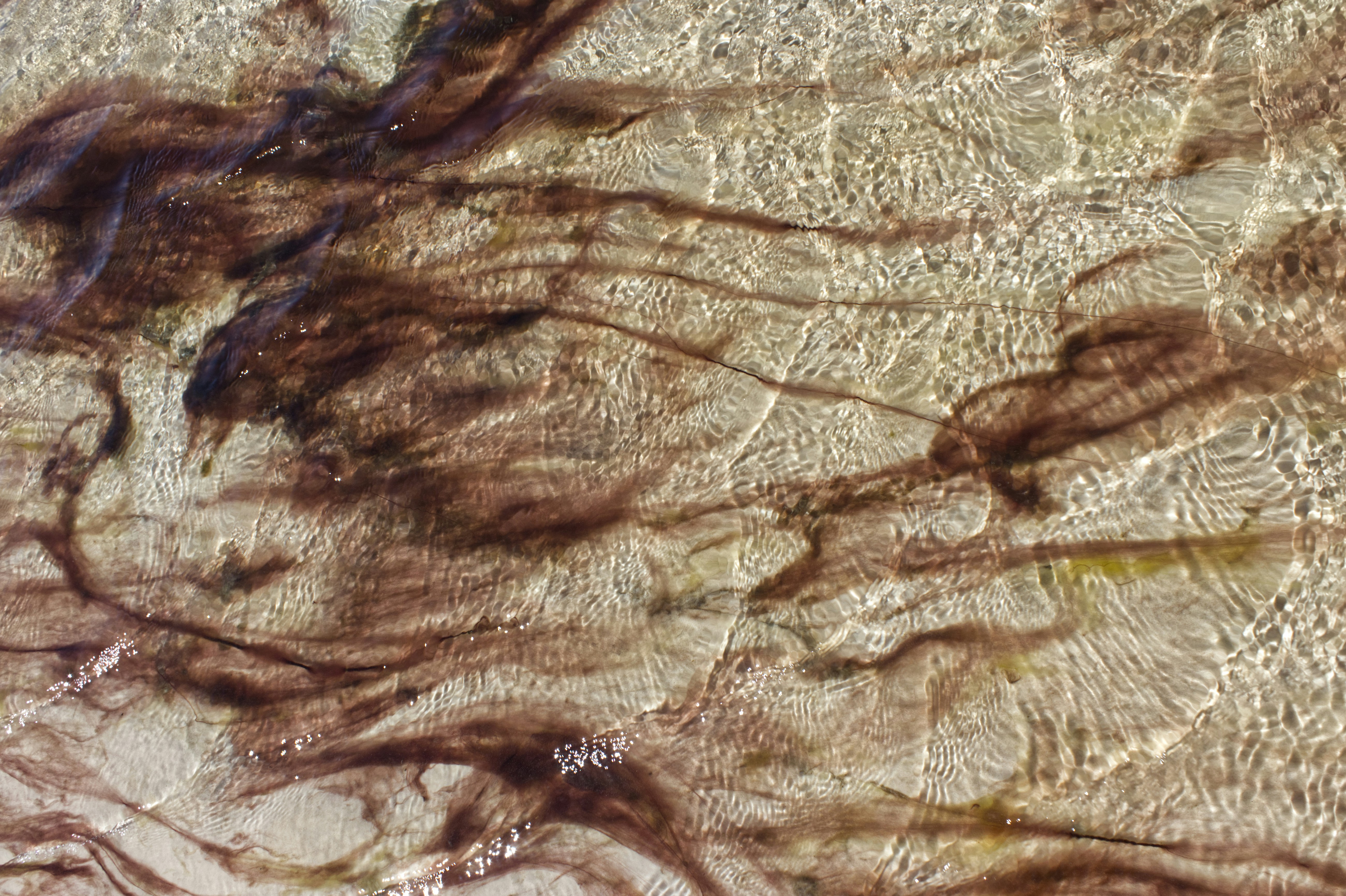 Brown seaweed patterns on a sandy seabed