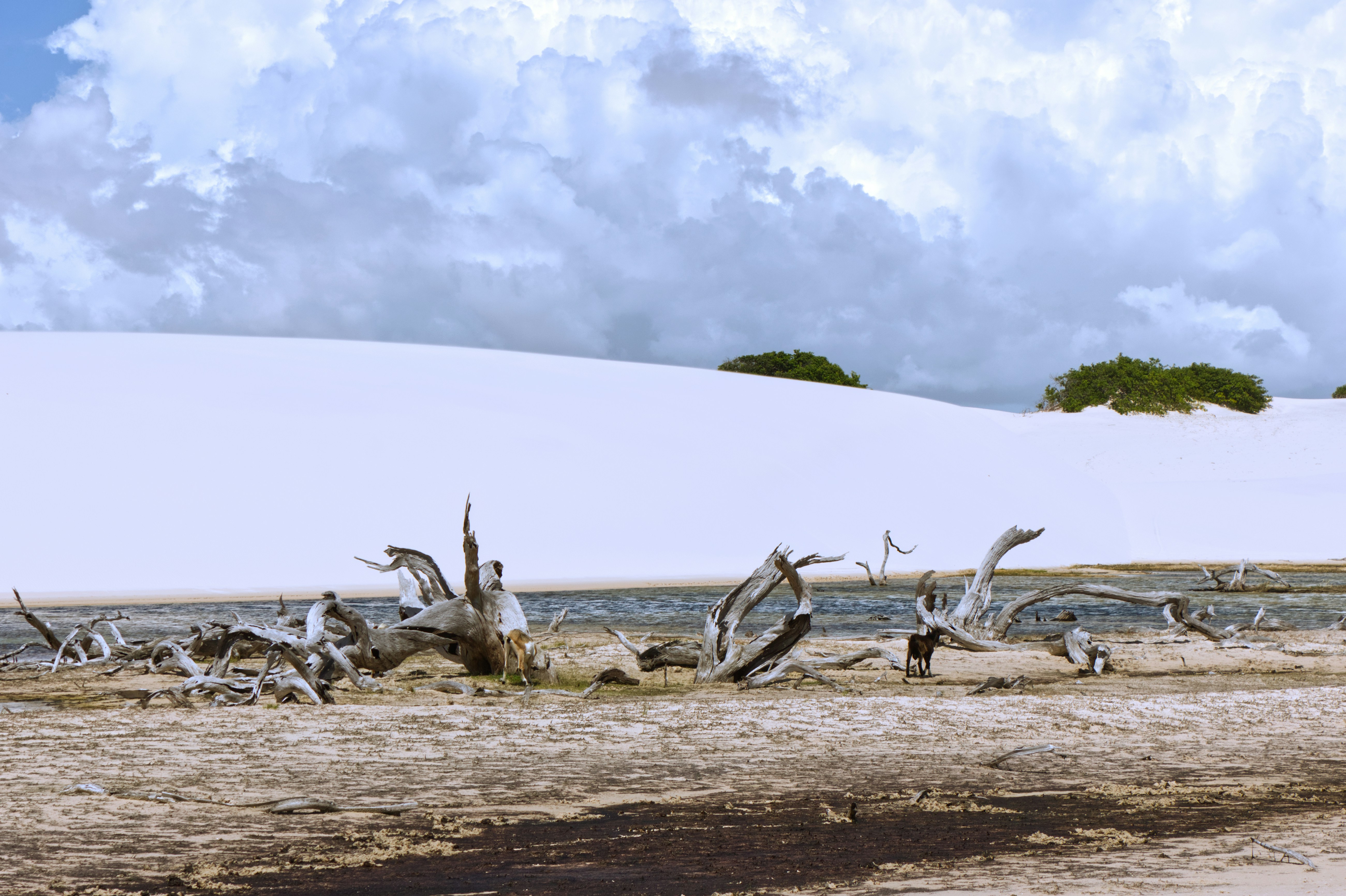 Driftwood at the Edge of a Snow-White Dune Shore