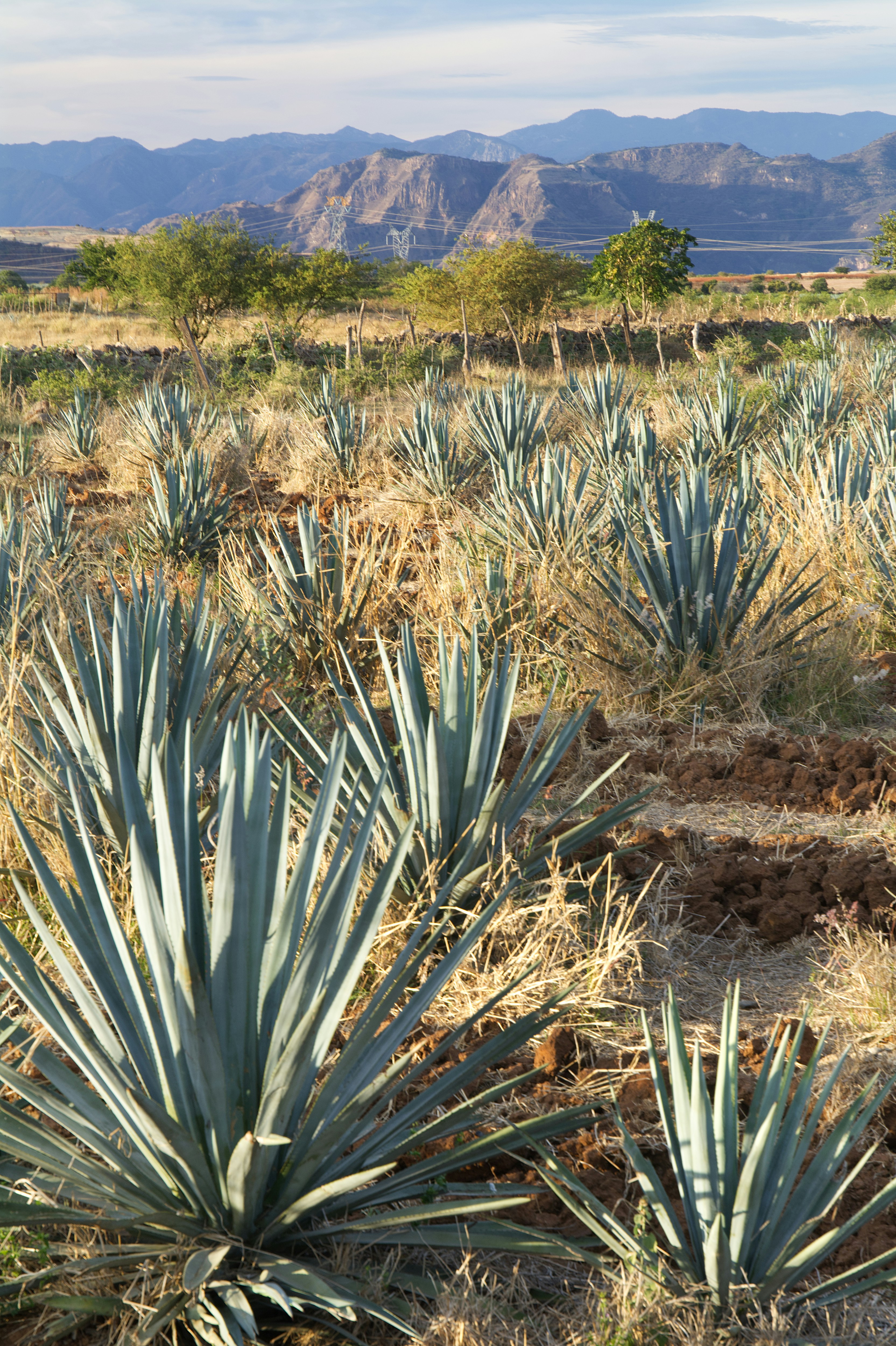 Field with blue agave plants | Agave plants grow in a field with mountains beyond.