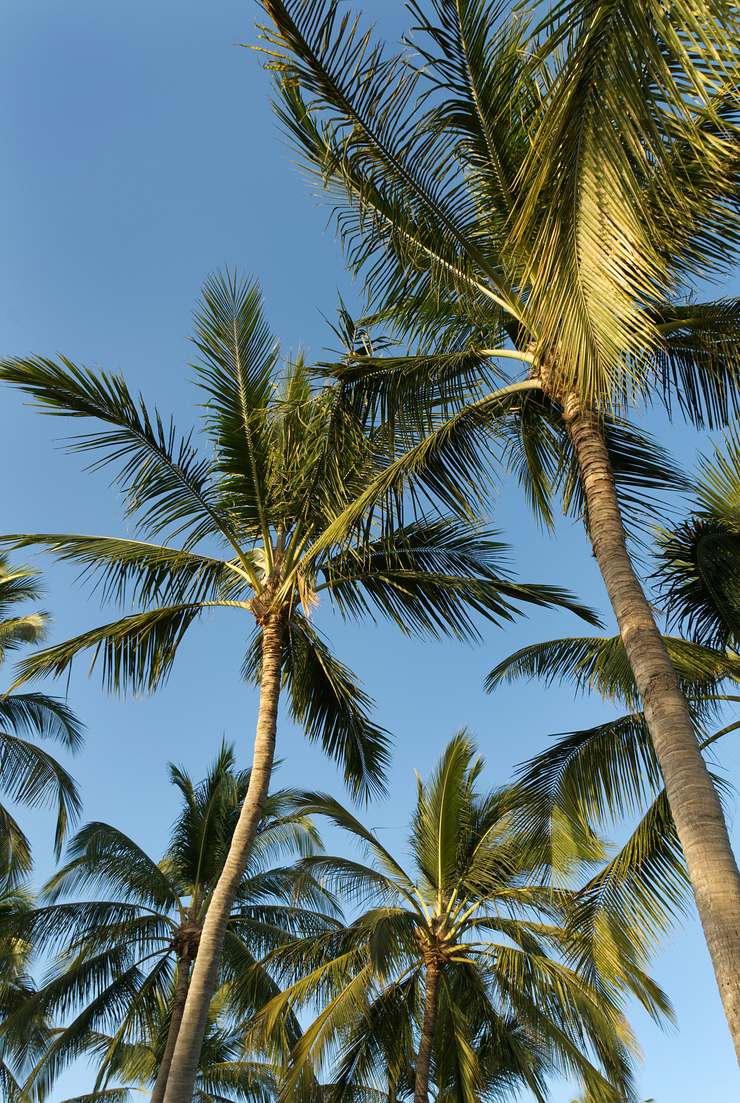 Palm trees and blue sky | Tall palm trees reaching towards a clear blue sky