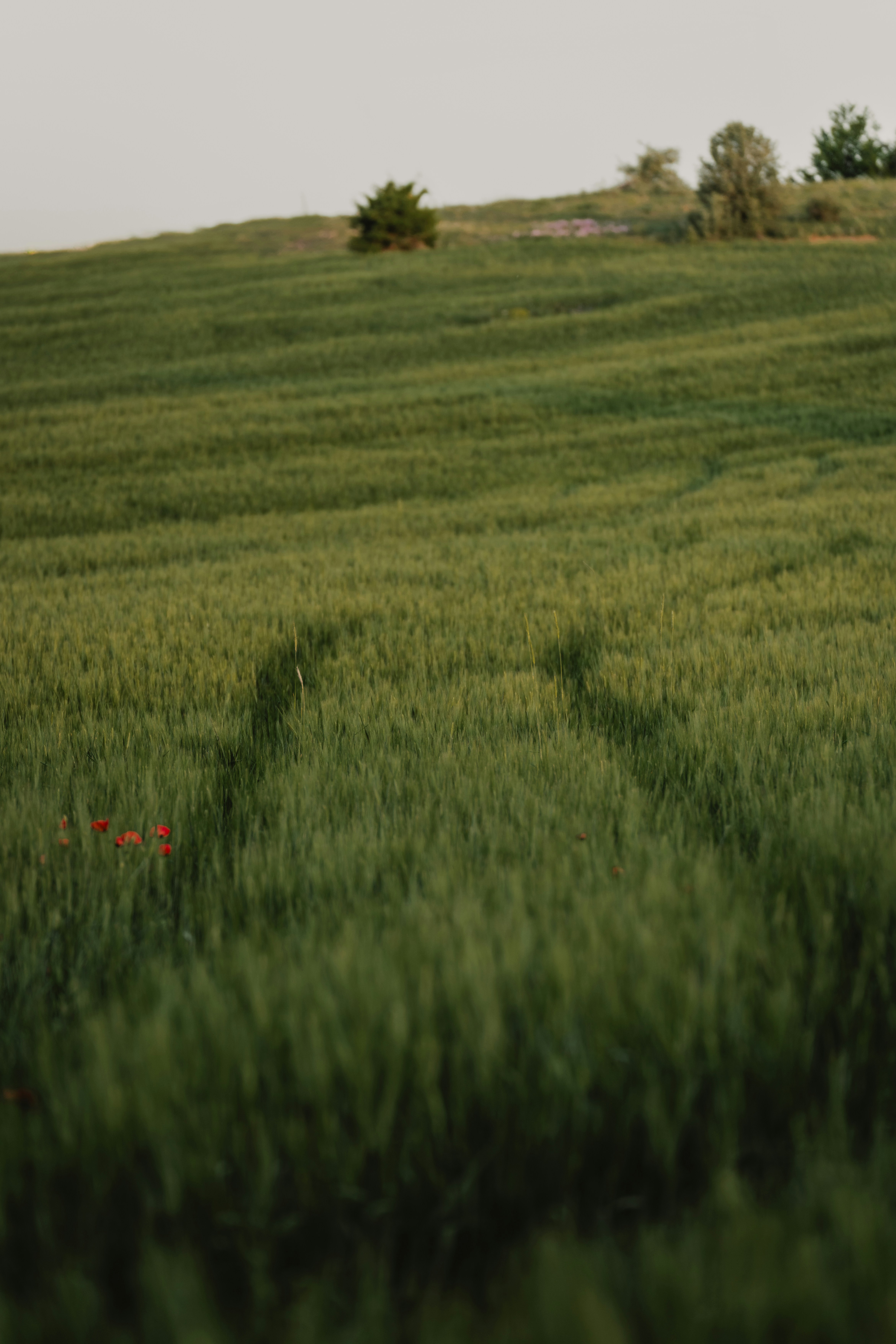Whispers of the Green Fields