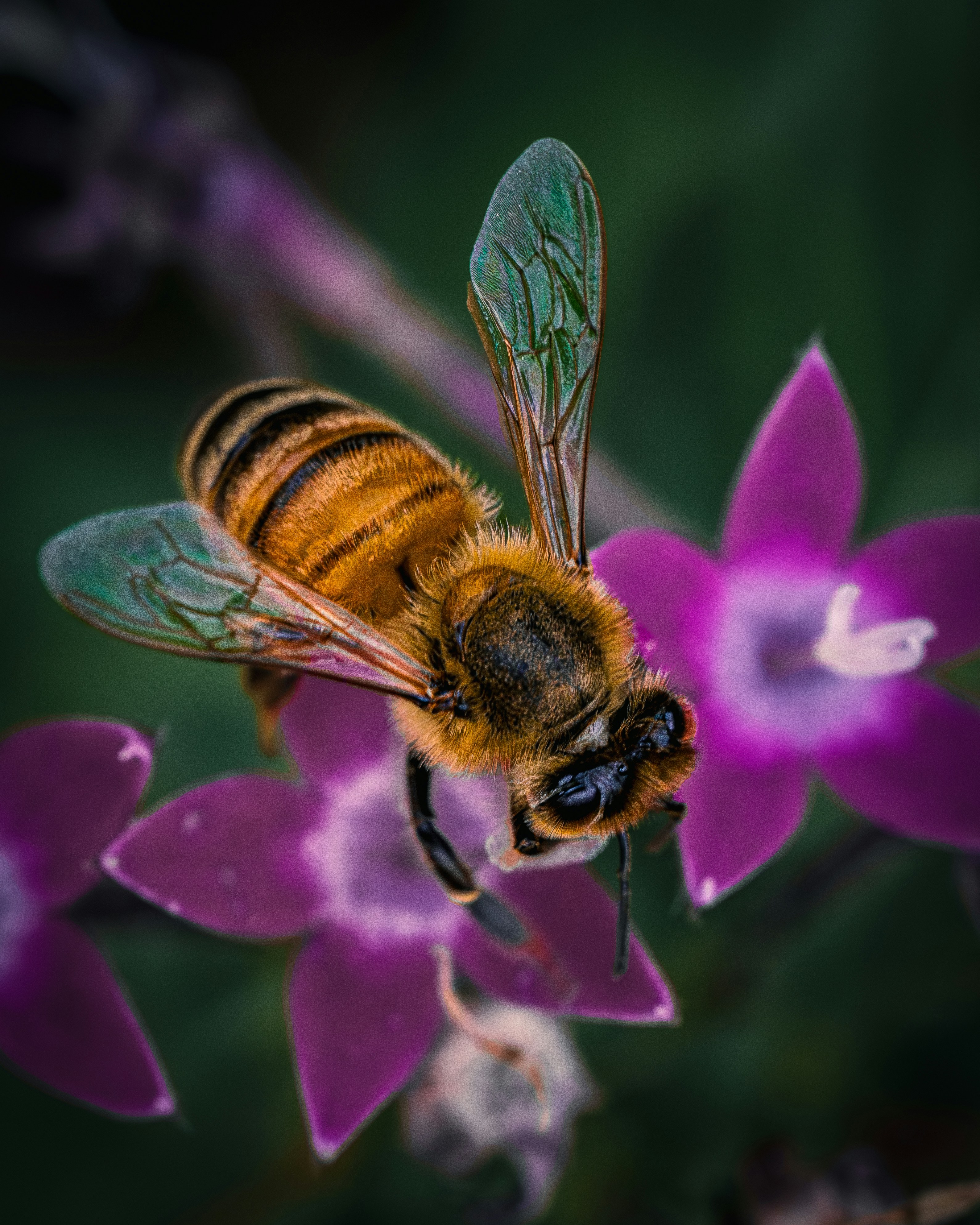 Close-up of a bee hovering near vibrant purple flowers, showcasing intricate details of its wings and body.