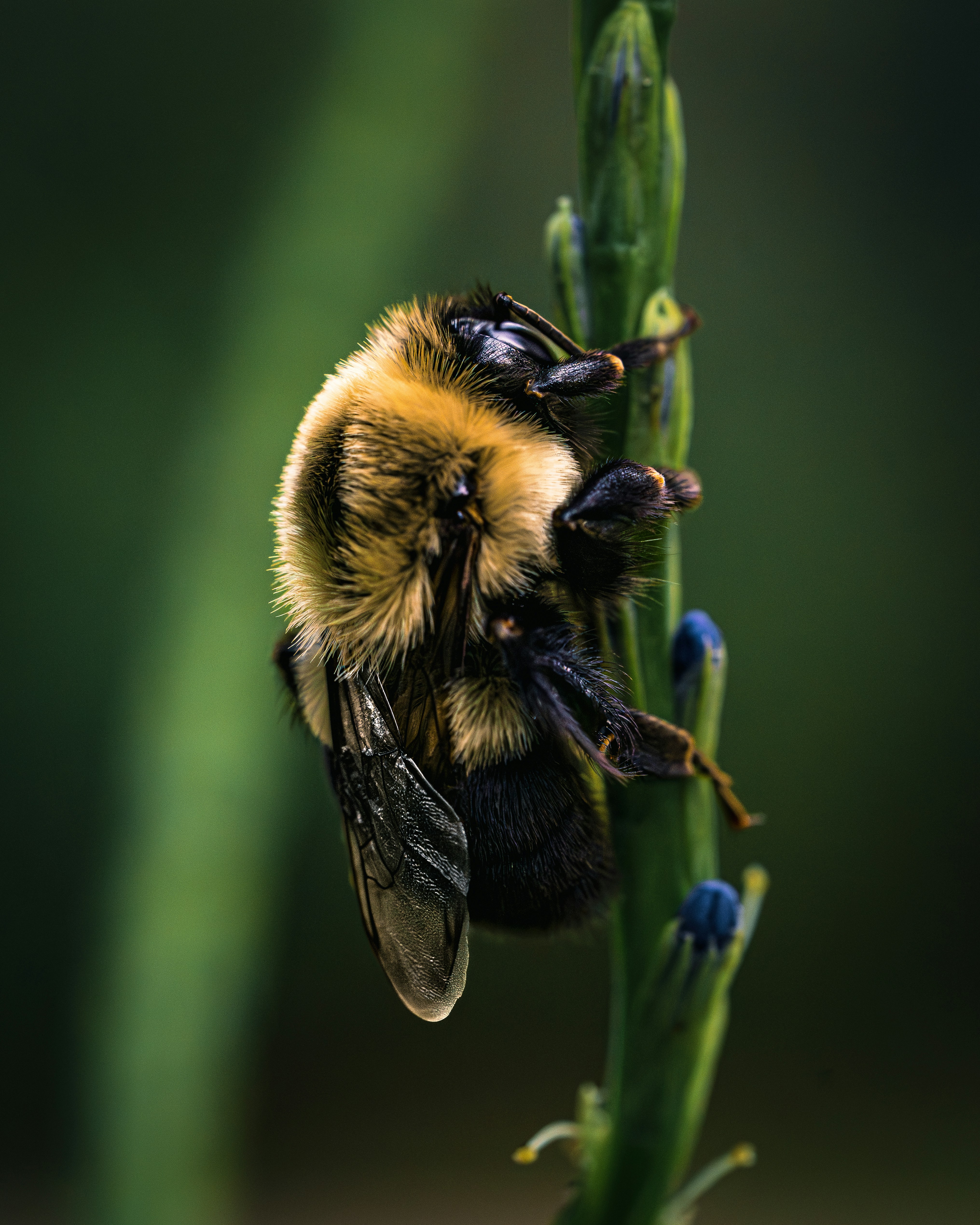 A close-up view of a bee on a flower, showing intricate details of its body, wings, and natural colors. | A fuzzy bumblebee clings to a green plant stem.