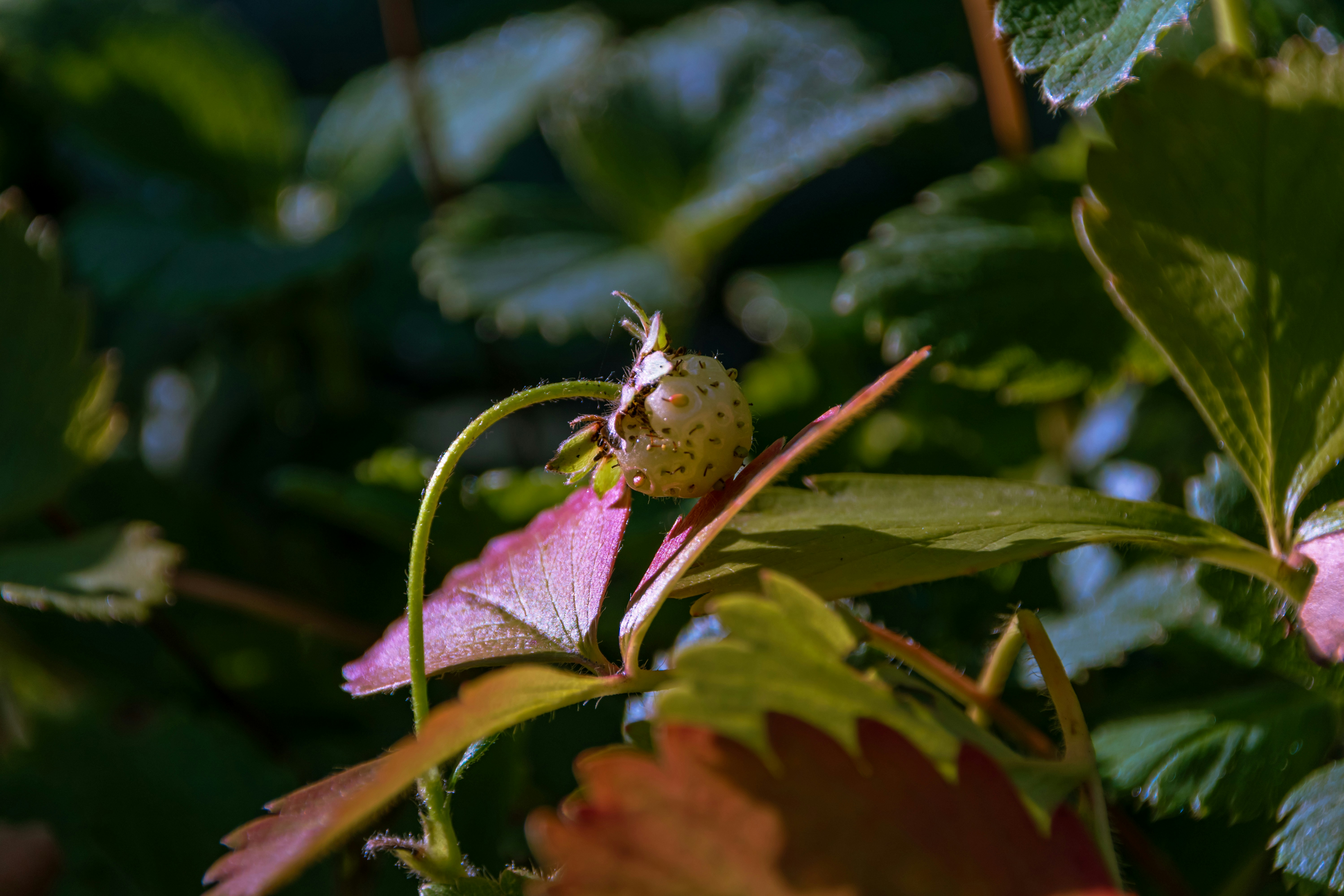 Rose Hip on a Velvet Vine: a Macro Moment in Dappled Light