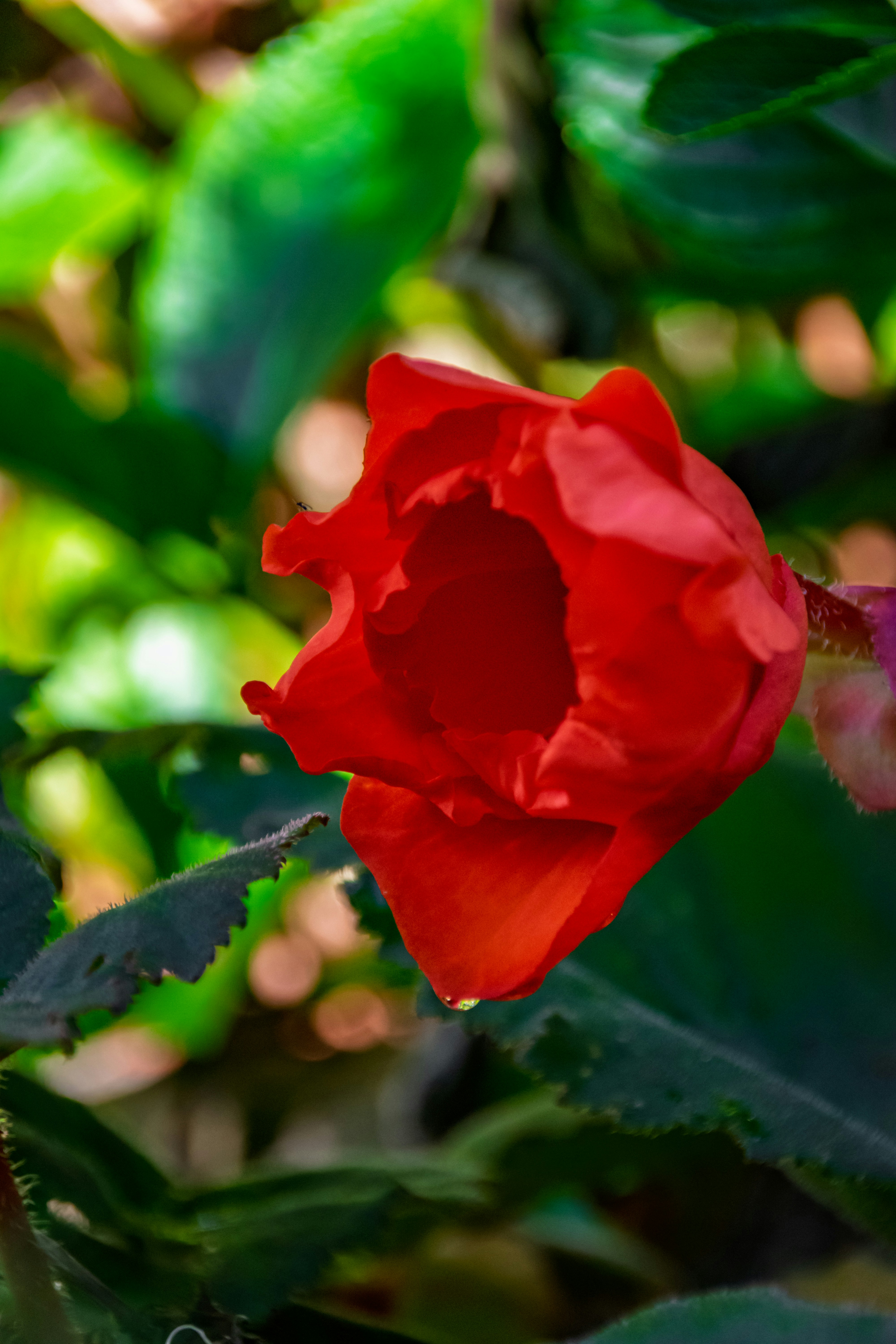 A vibrant red flower emerging from dense green foliage, showcasing its intricate petals and natural beauty.