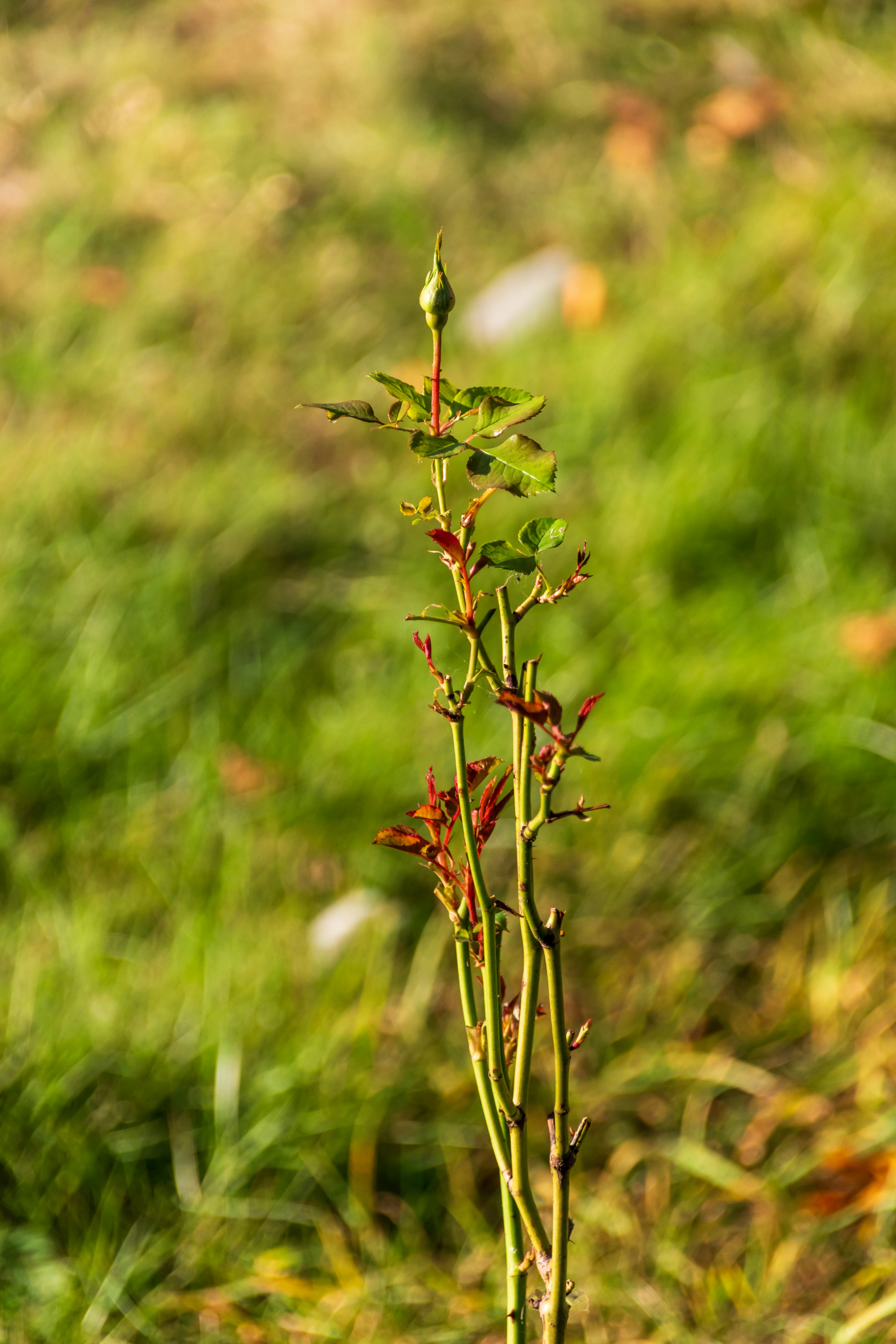 Emerging Life: A Study in Resilience