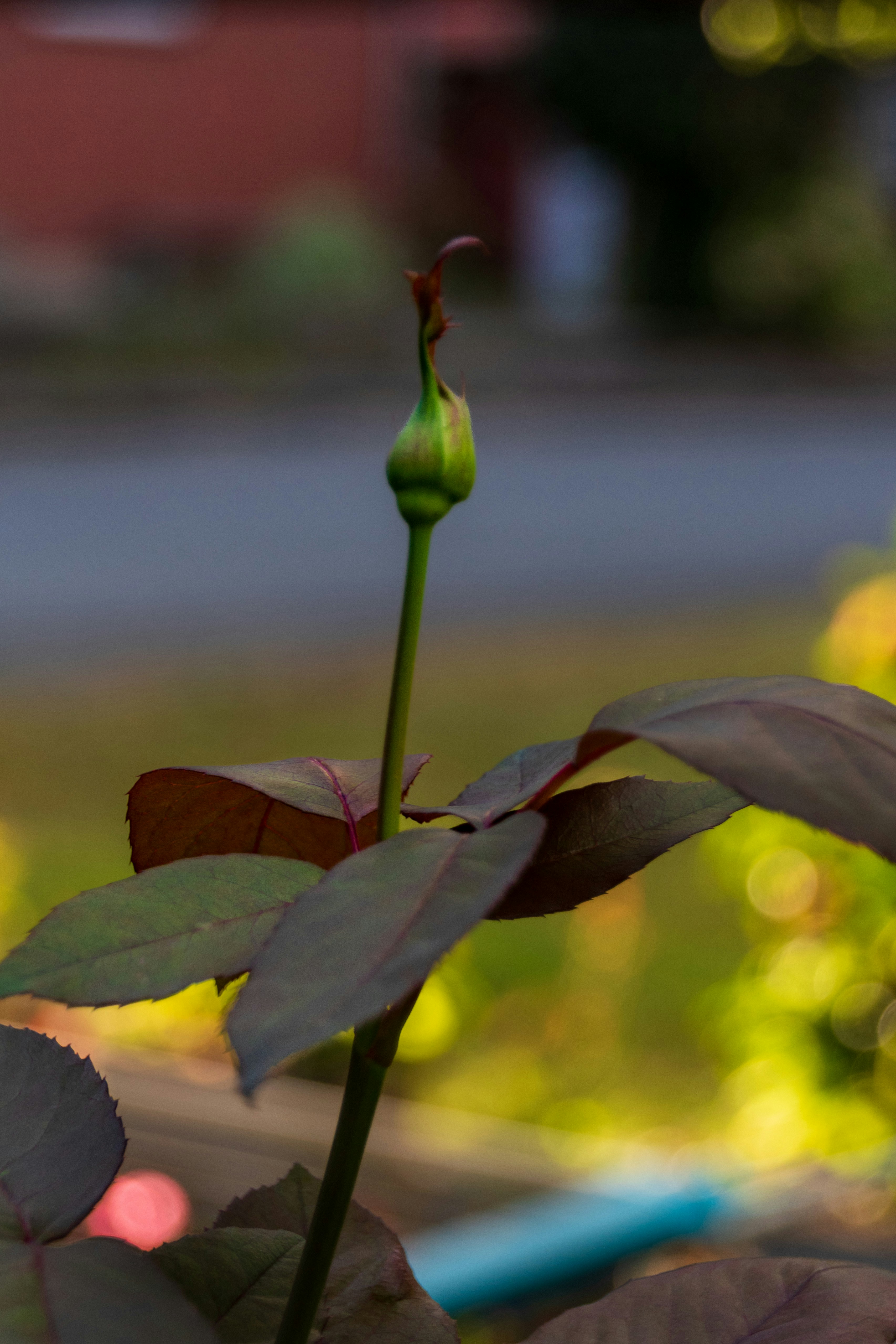 A close-up of a rosebud poised to bloom, surrounded by lush green leaves. The background features a soft bokeh effect, enhancing the focus on the budding flower.