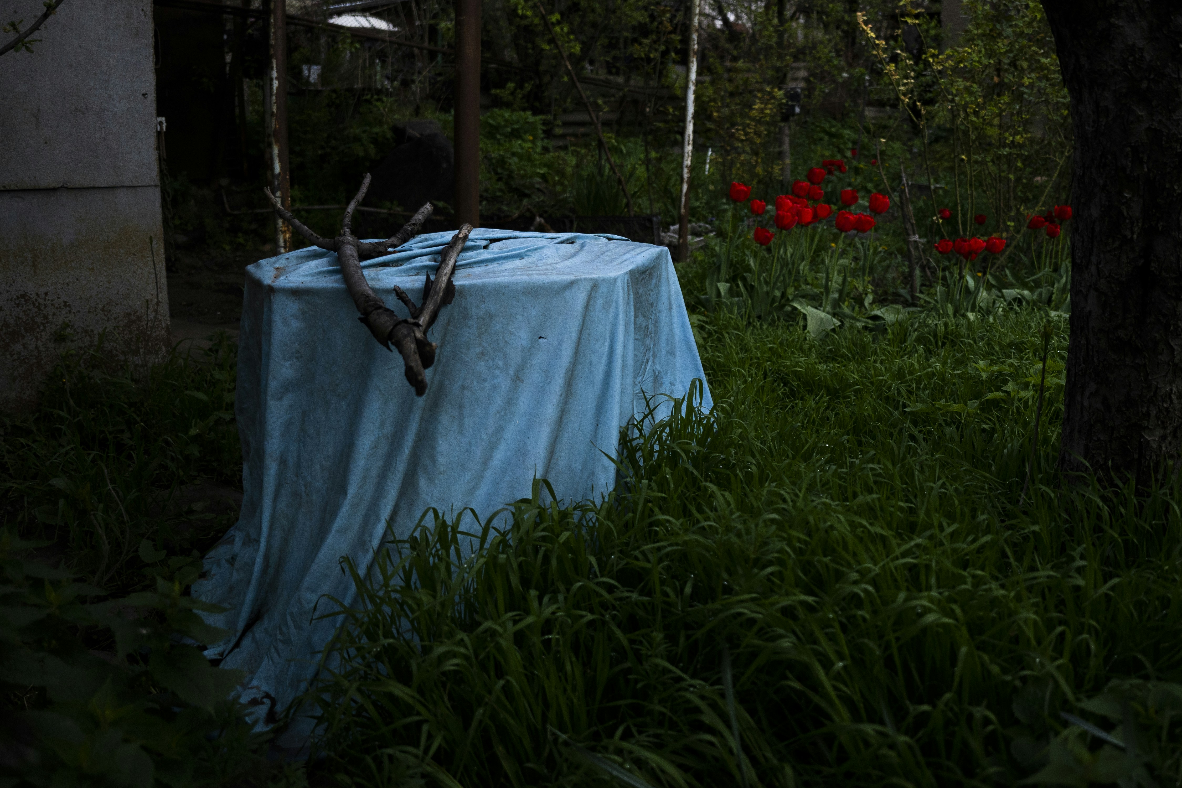A blue cloth drapes over a table in a lush garden, with vibrant red tulips emerging in the background. The scene captures an intriguing blend of color and texture.