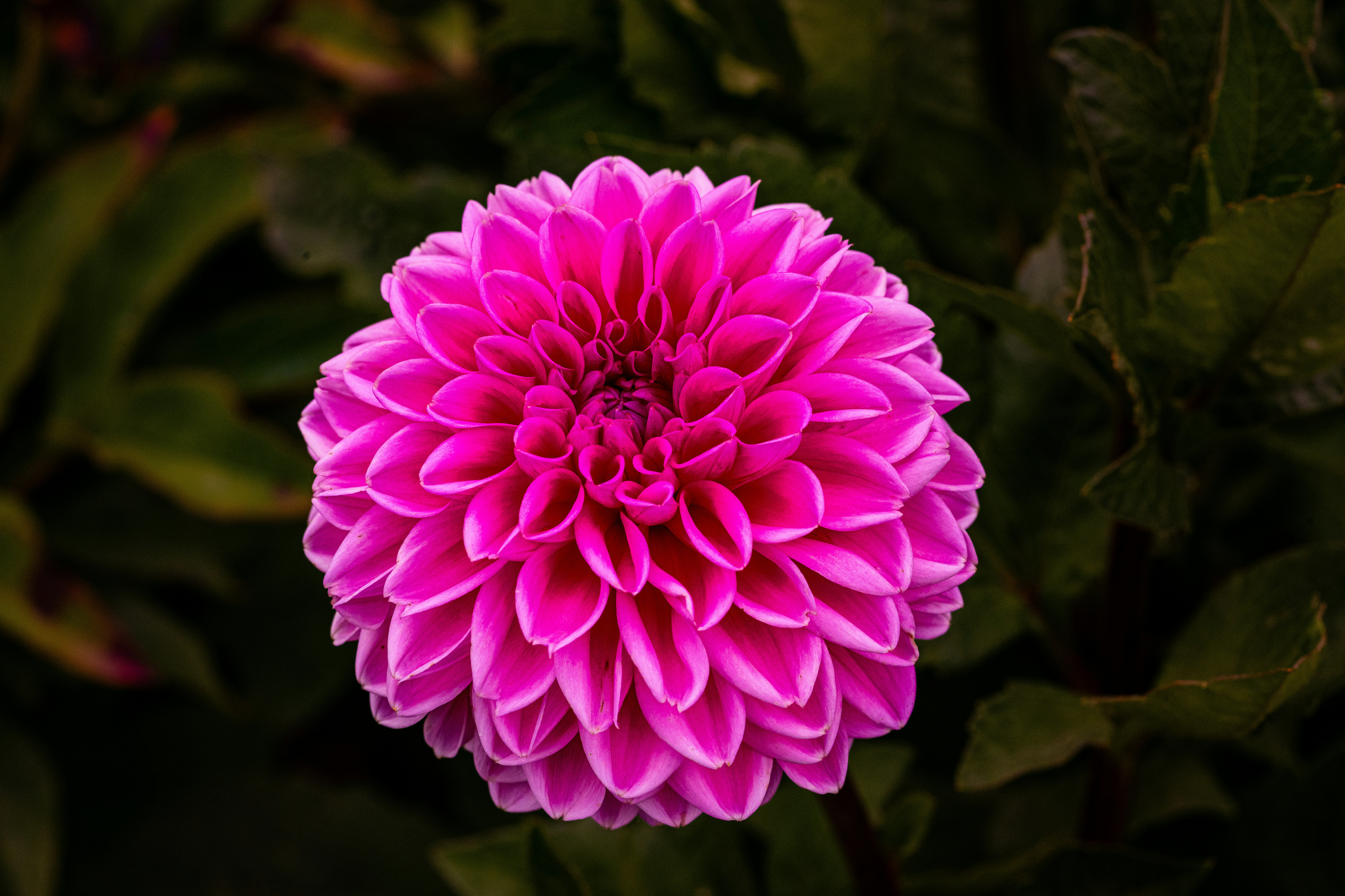 Vibrant pink dahlia flower with intricate petal layers surrounded by lush green foliage.