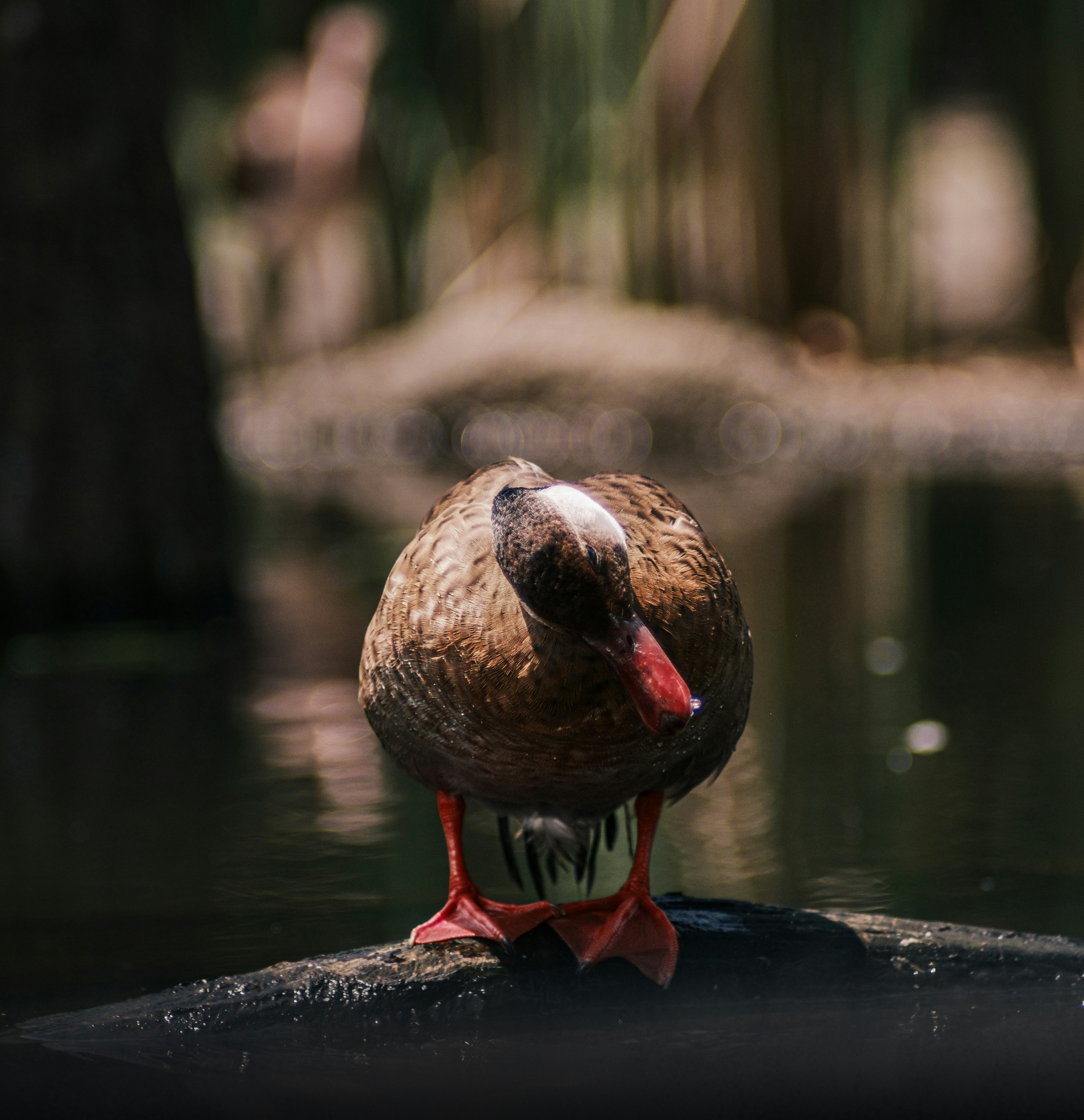 Red-Footed Sentinel on a Quiet Pond Rock