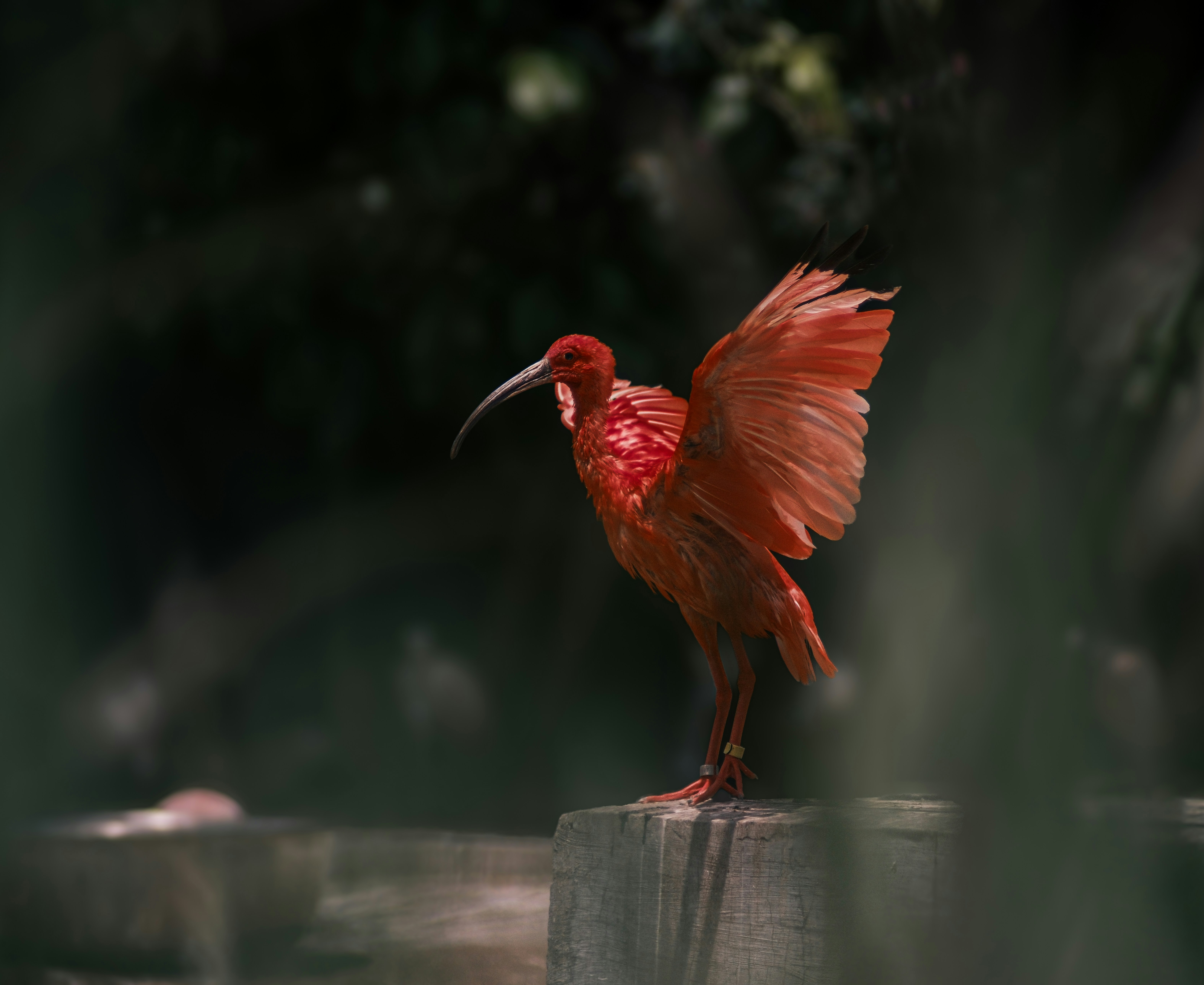 Crimson Elegance in a Natural Stage