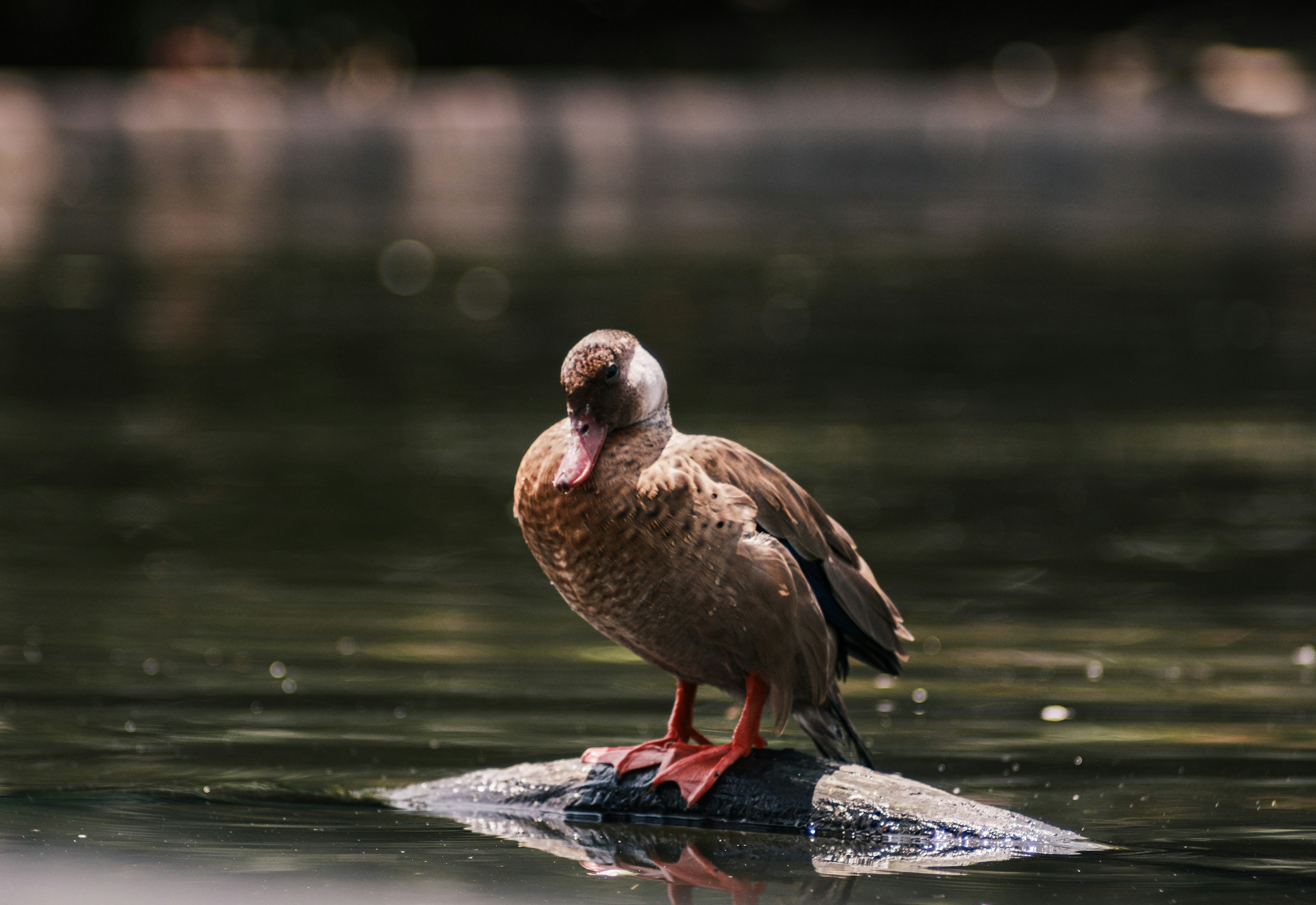 Serenity on Still Waters: A Waterfowl's Rest