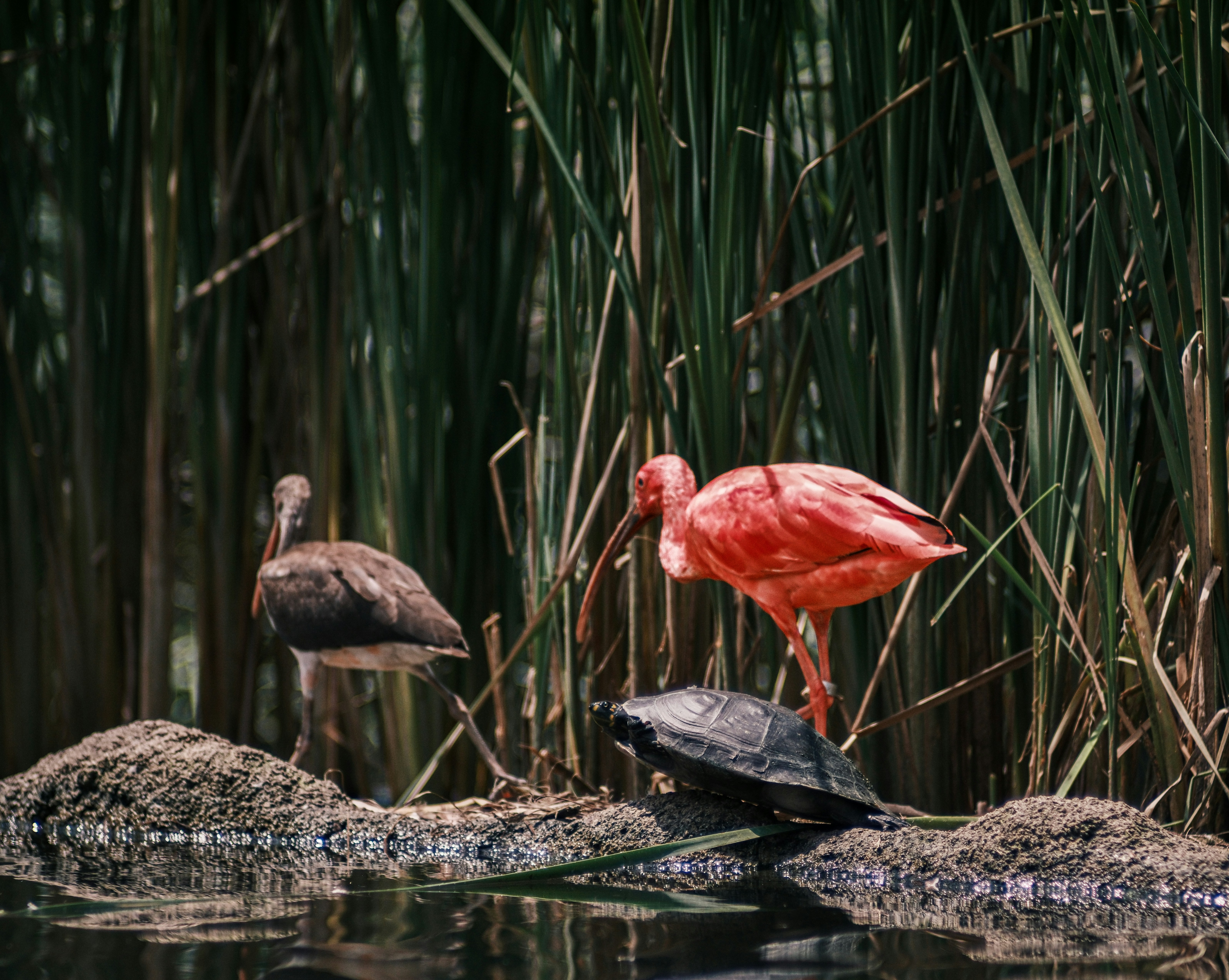 Harmony in Nature: A Serene Gathering