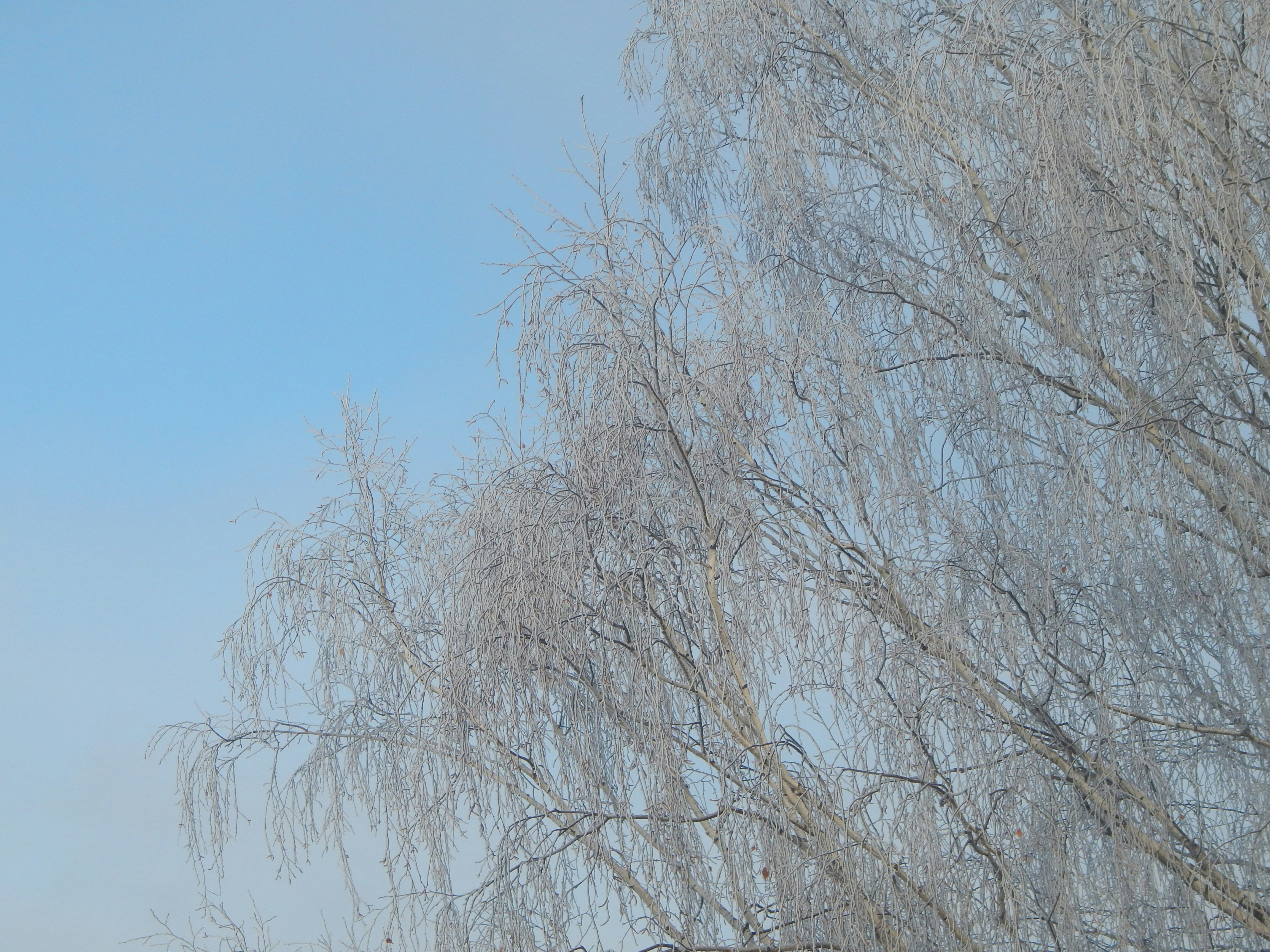 Whispers of Winter: Frosted Branches Against a Clear Sky