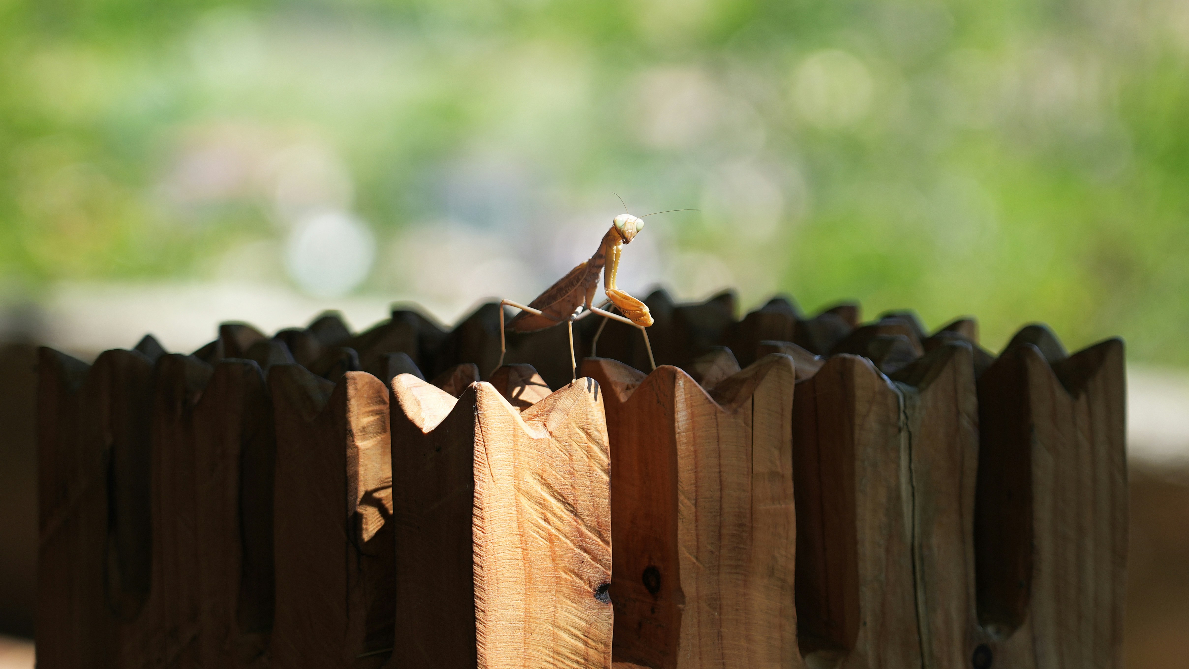 Lizard Sentinel on a Sunlit Fence