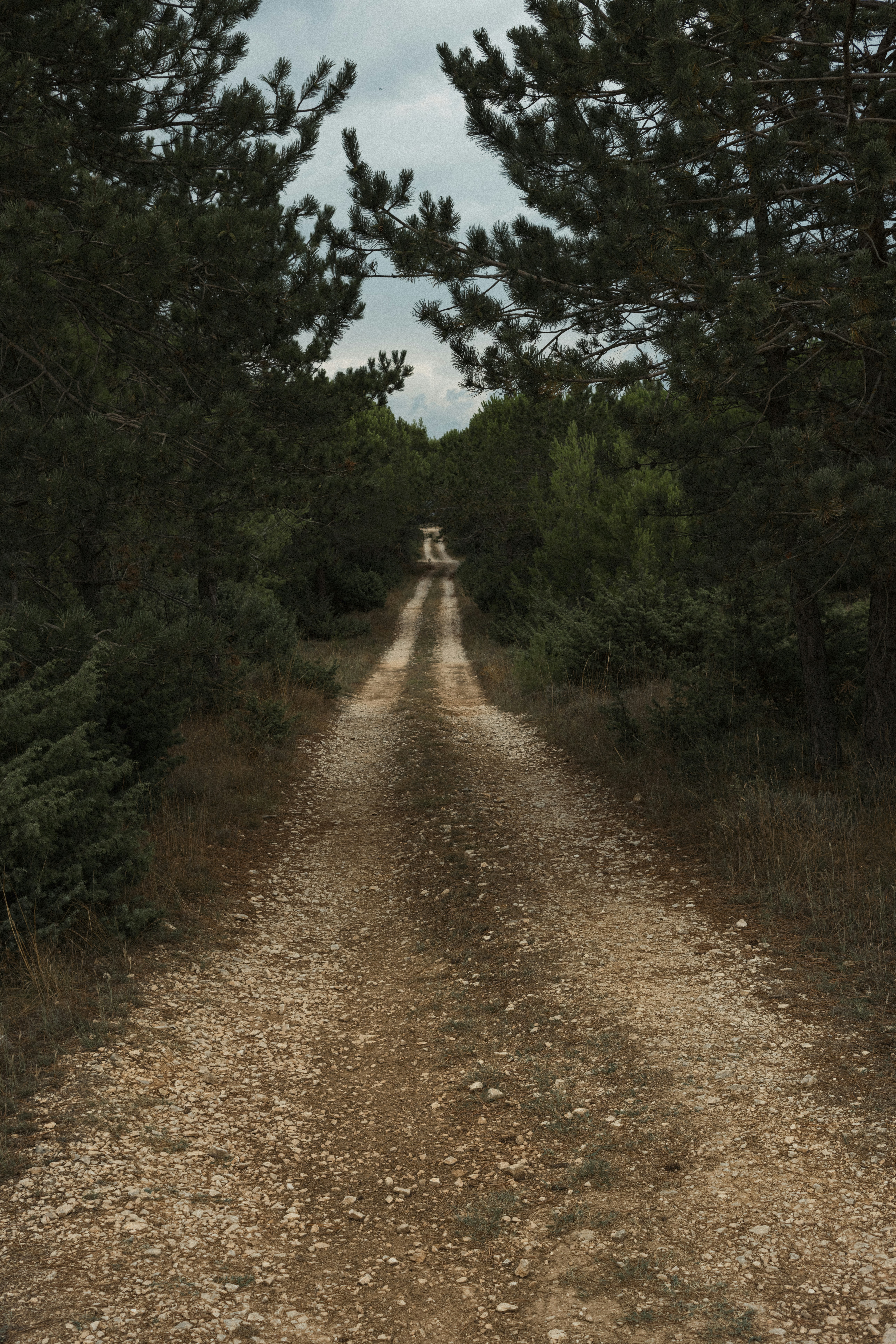 Gravel road through a dense forest under a cloudy sky.