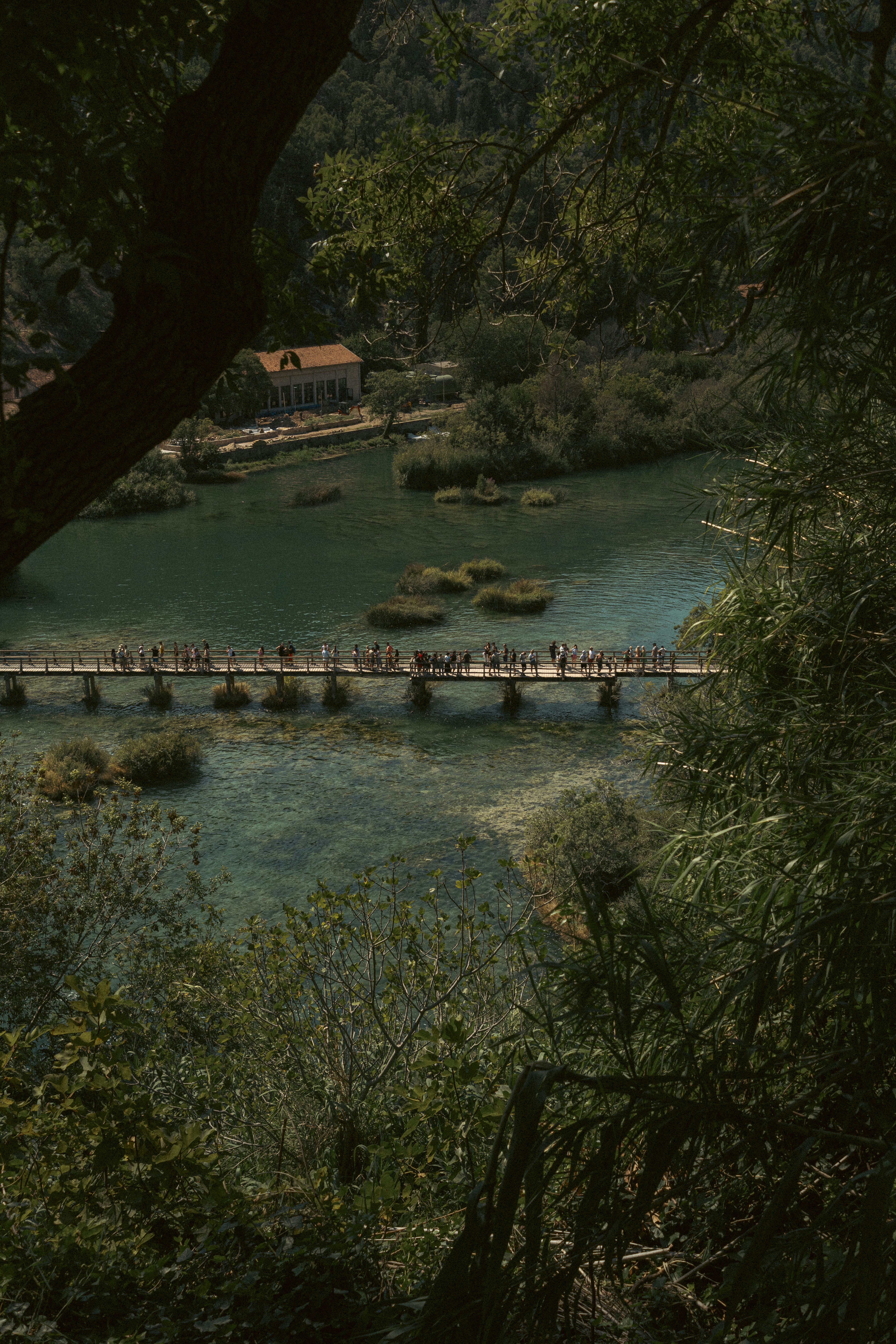 Bridging Nature's Serenity