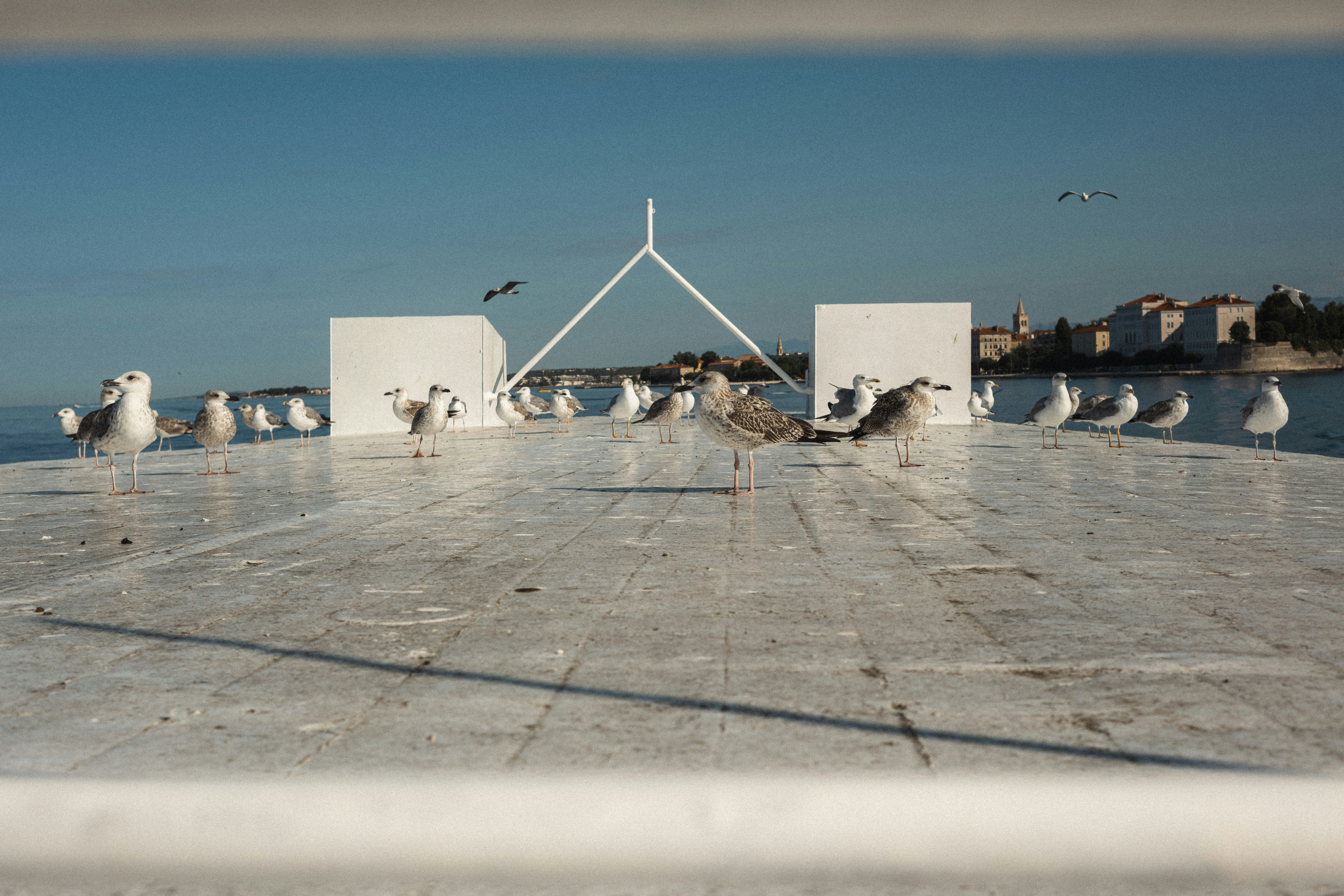 Seabirds at the Mosaic Plaza: A Calm Sea of White Tiles